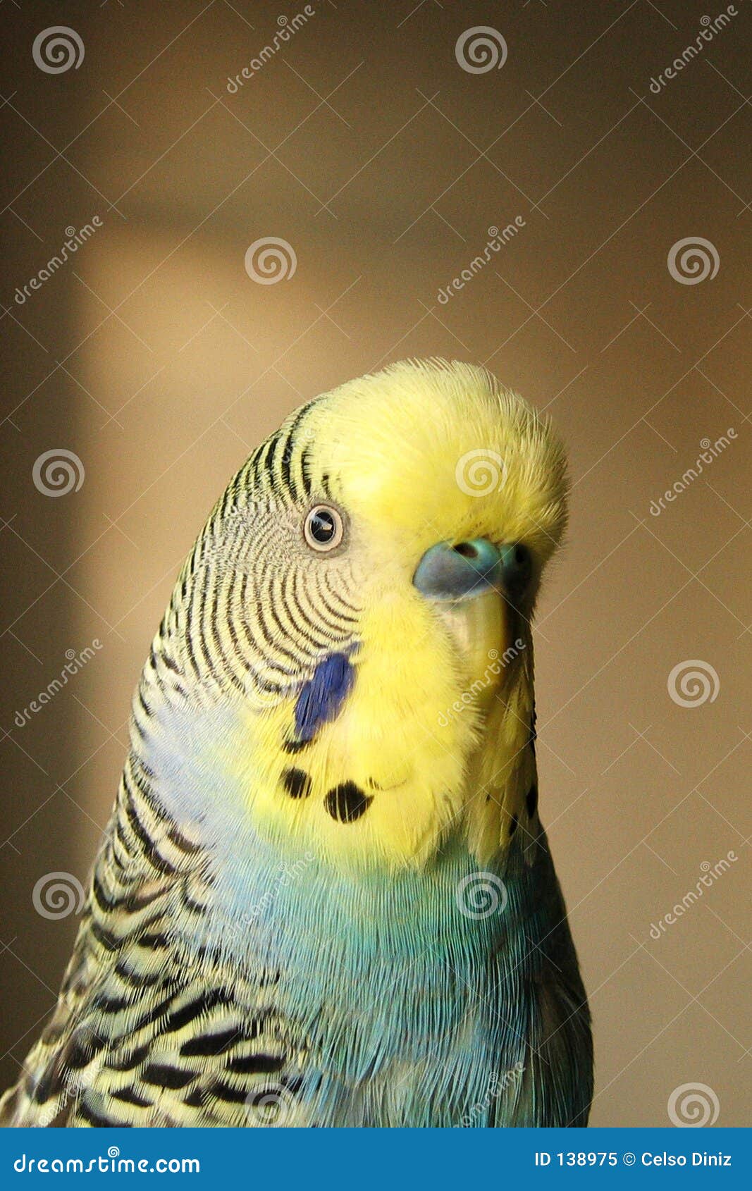 Parakeet stock image. Image of colorful, plumage, bill - 138975