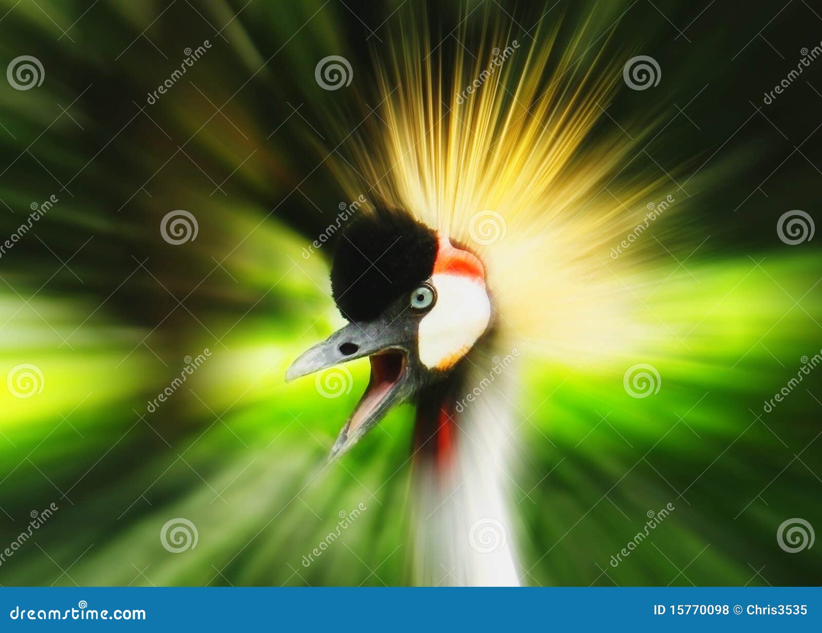 Bird portrait stock photo. Image of nature, portrait - 15770098
