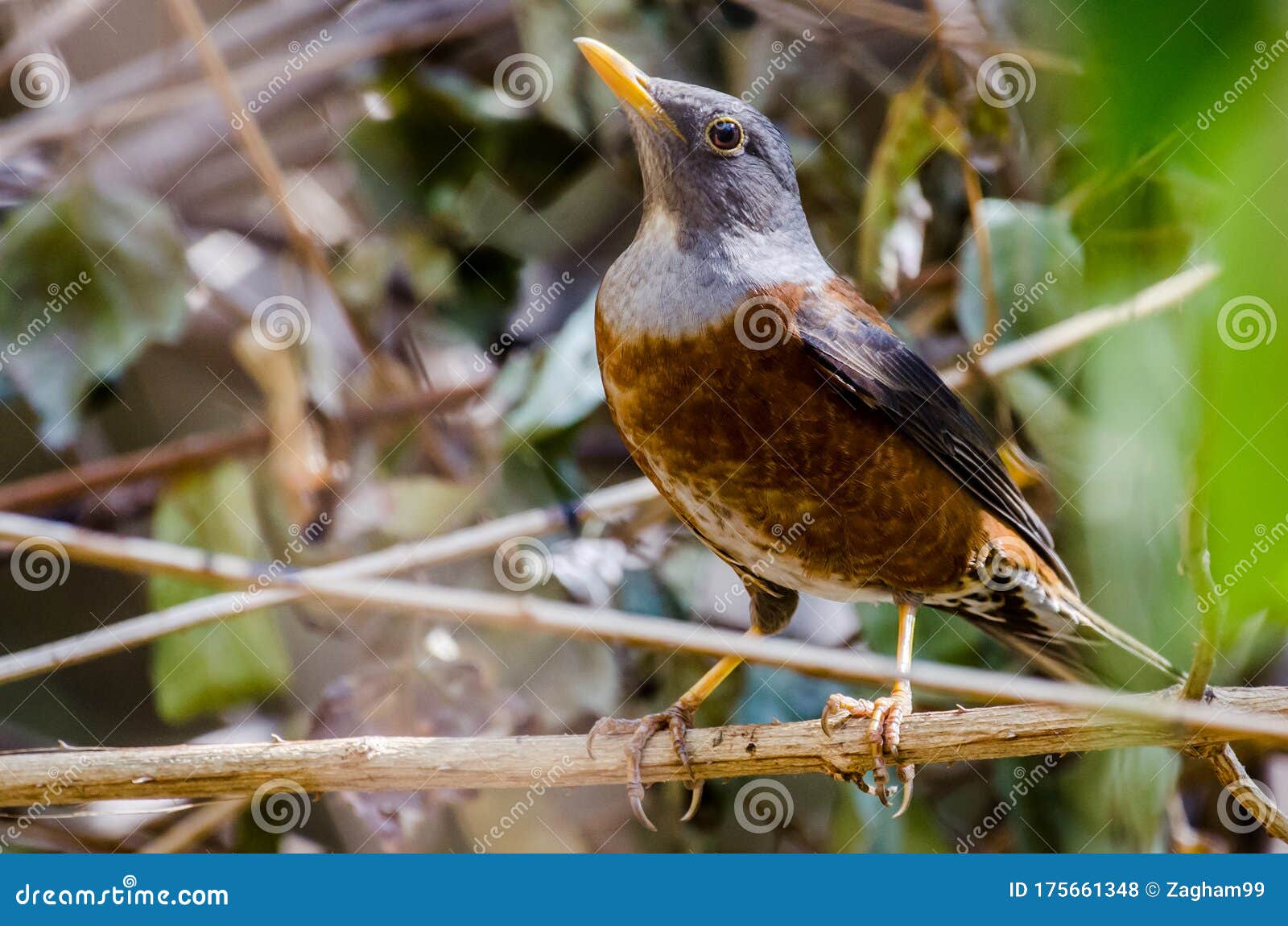Bird, Portrait of Chestnut Thrush Stock Photo - Image of country ...
