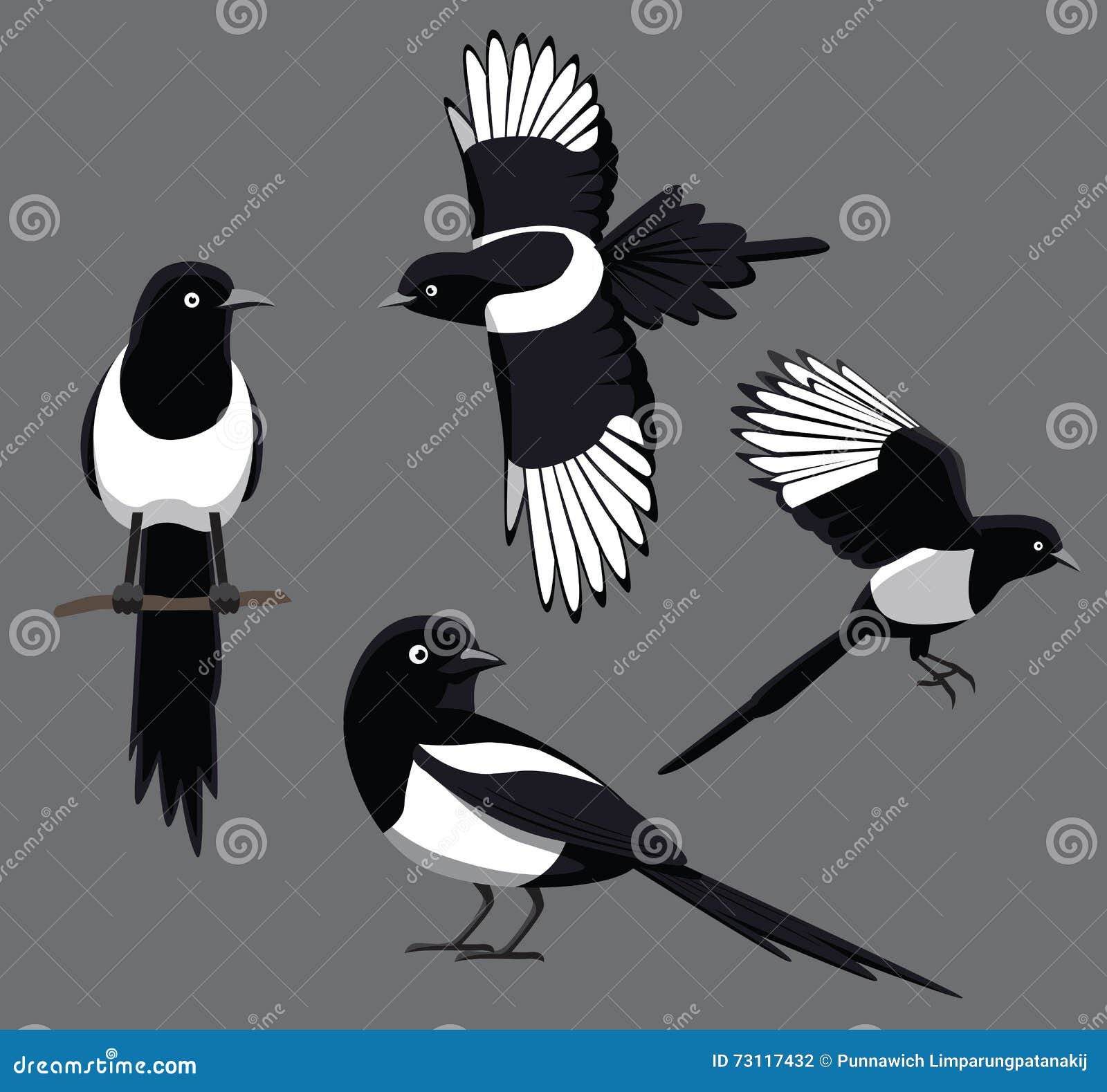 Magpie Characteristics