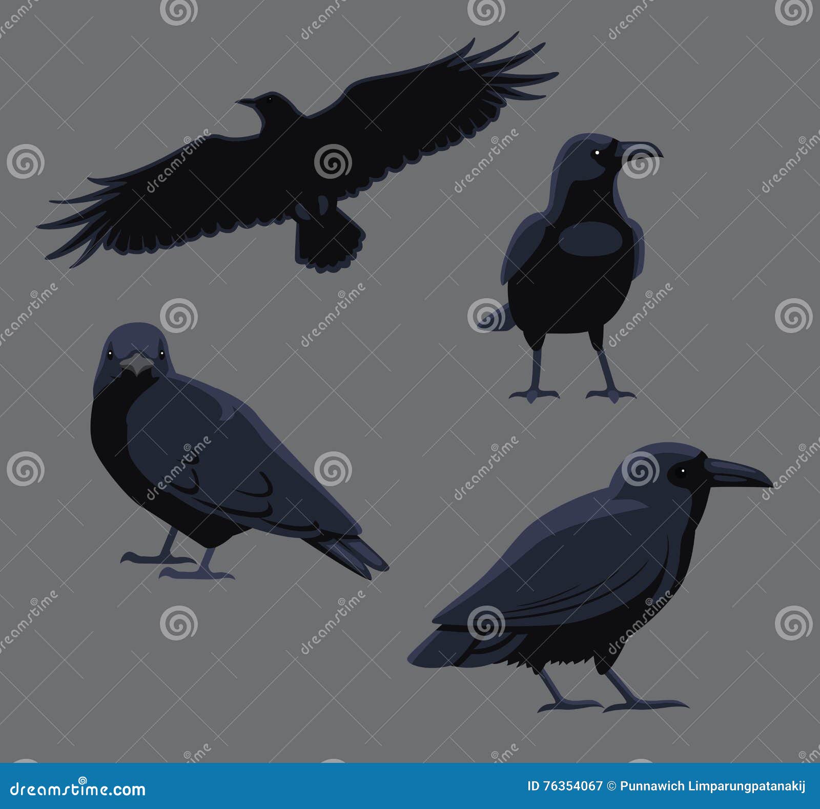Bird Poses Common Raven Vector Illustration Stock Vector - Illustration ...