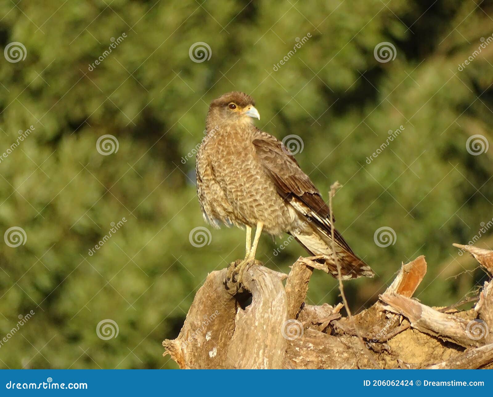 Bird s pose stock photo. Image of buzzard, wildlife - 206062424