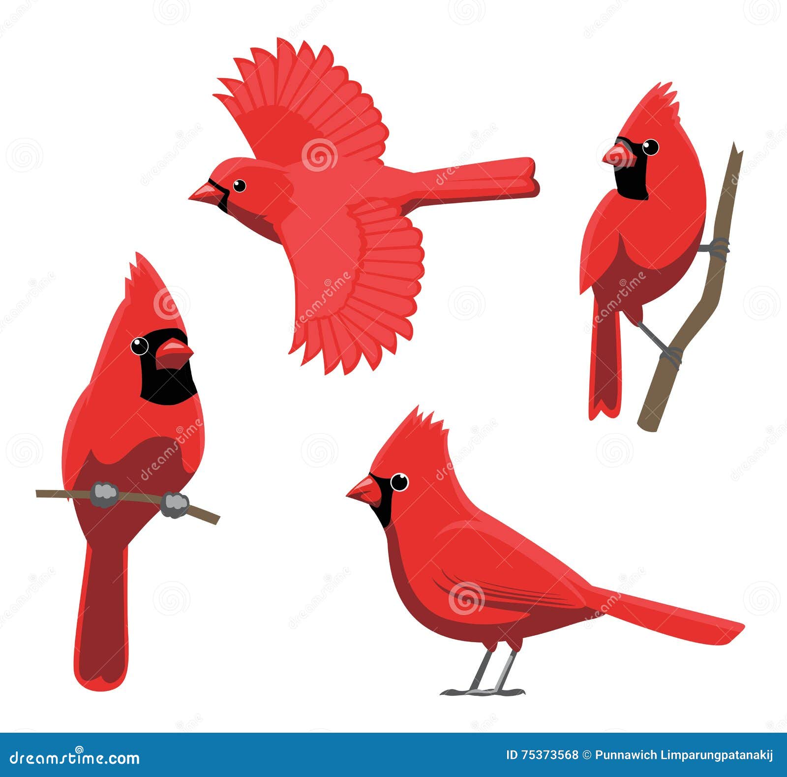 Bird Poses Northern Cardinal Vector Illustration Stock Vector ...
