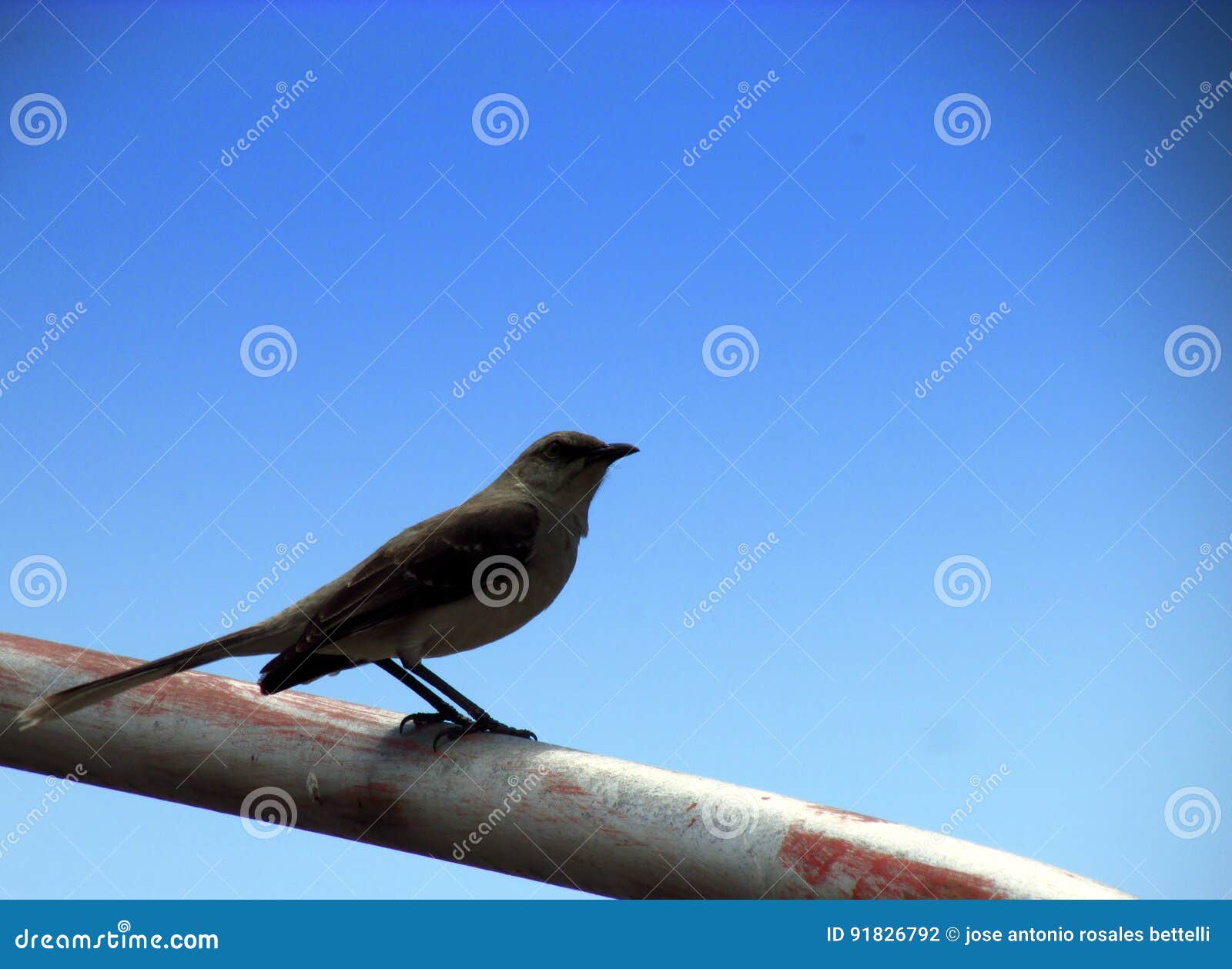 Bird stock photo. Image of heaven, beacon, freely, bird - 91826792