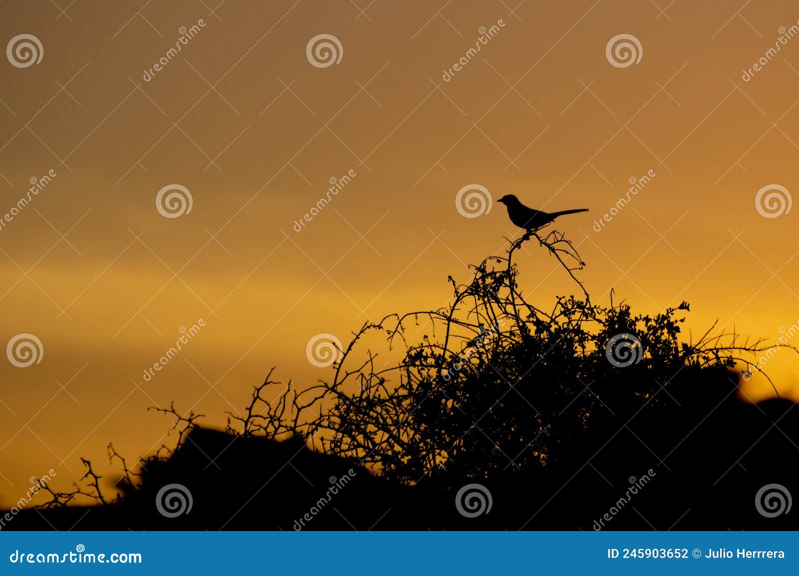 Bird Backlit by the Sunset while Posing in a Branch. Stock Photo ...