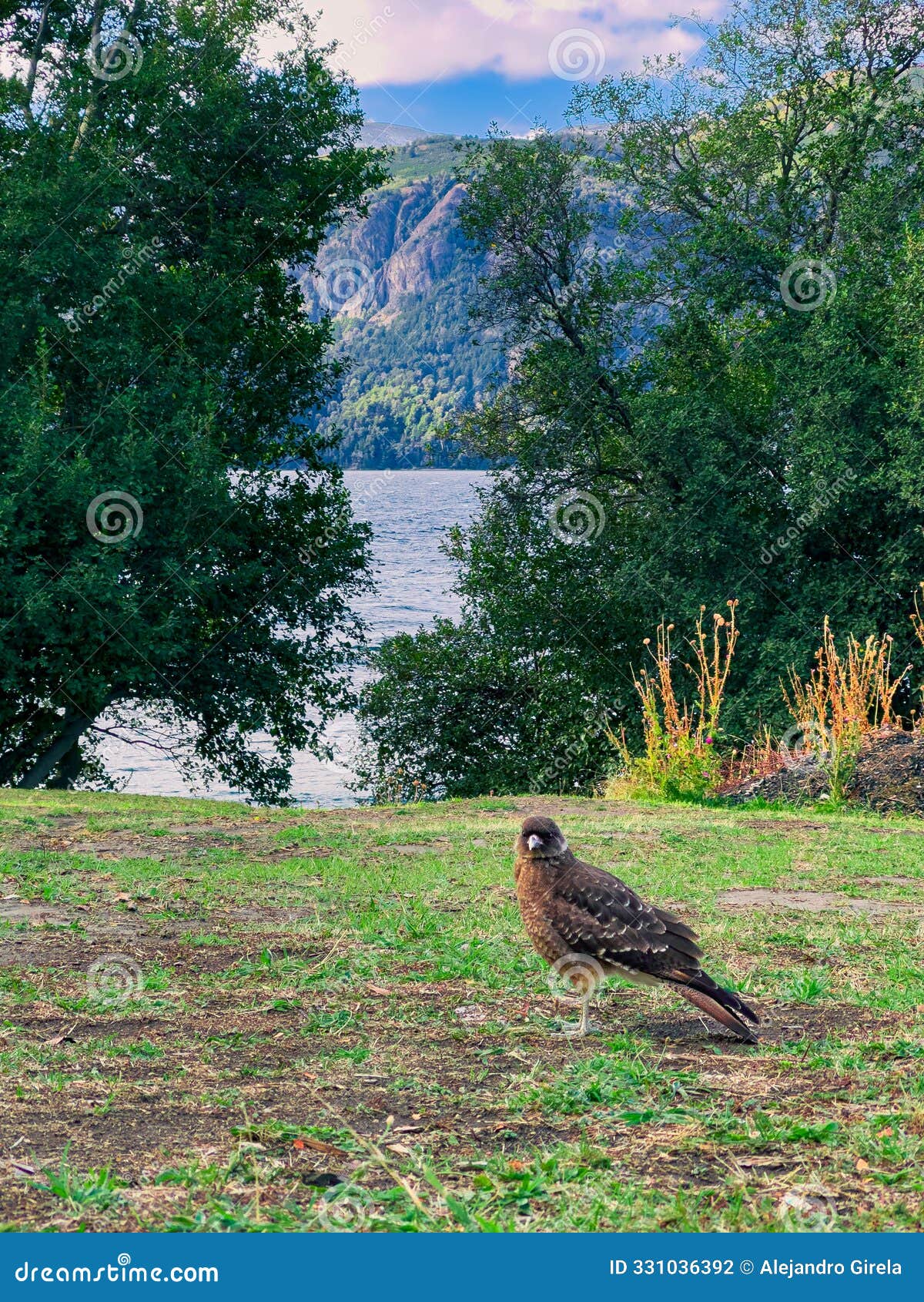 Chimango Caracara (Milvago Chimango) at Lake Traful Stock Photo - Image ...