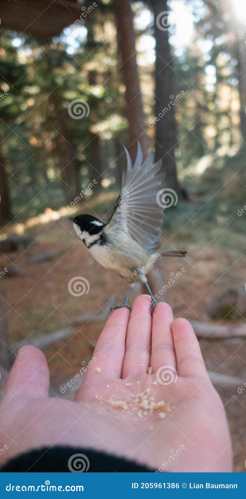 Bird posing for picture stock photo. Image of wing, wildlife - 205961386
