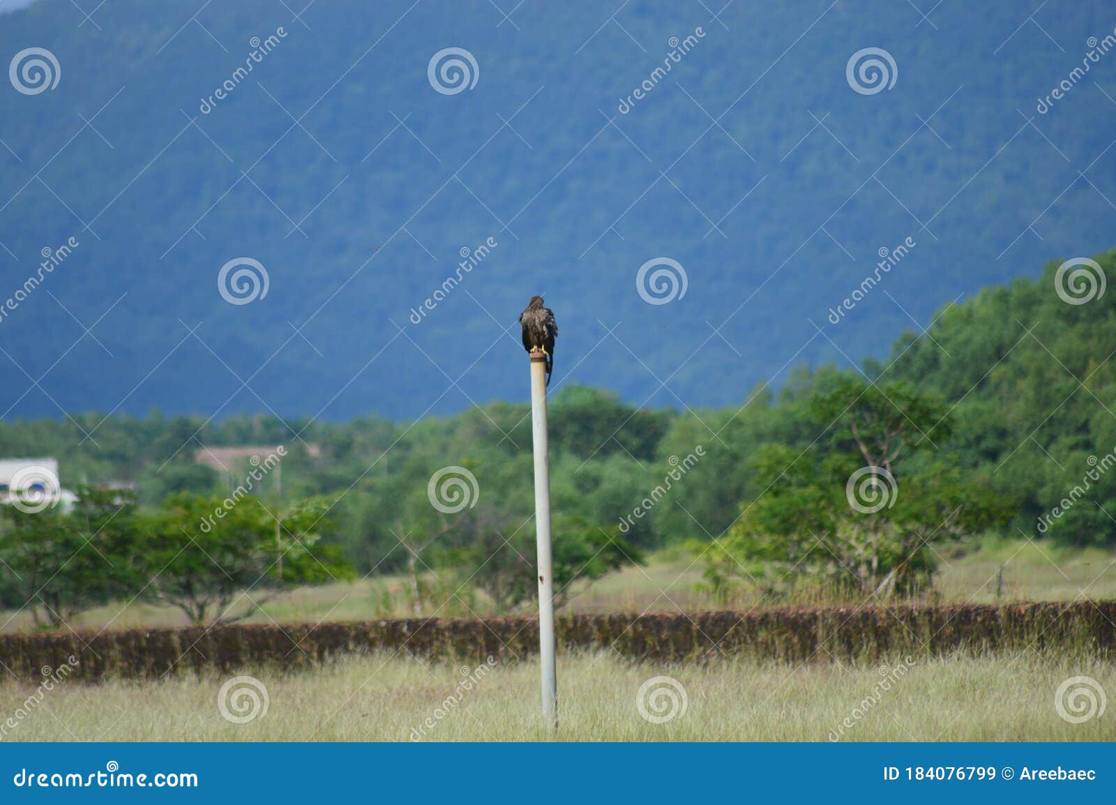 Bird on post stock image. Image of bird, wild, green - 184076799
