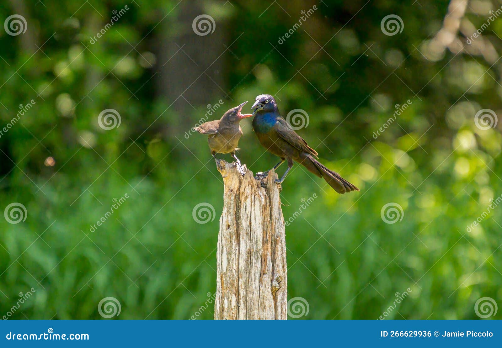 Bird on post stock photo. Image of finch, tree, insect - 266629936