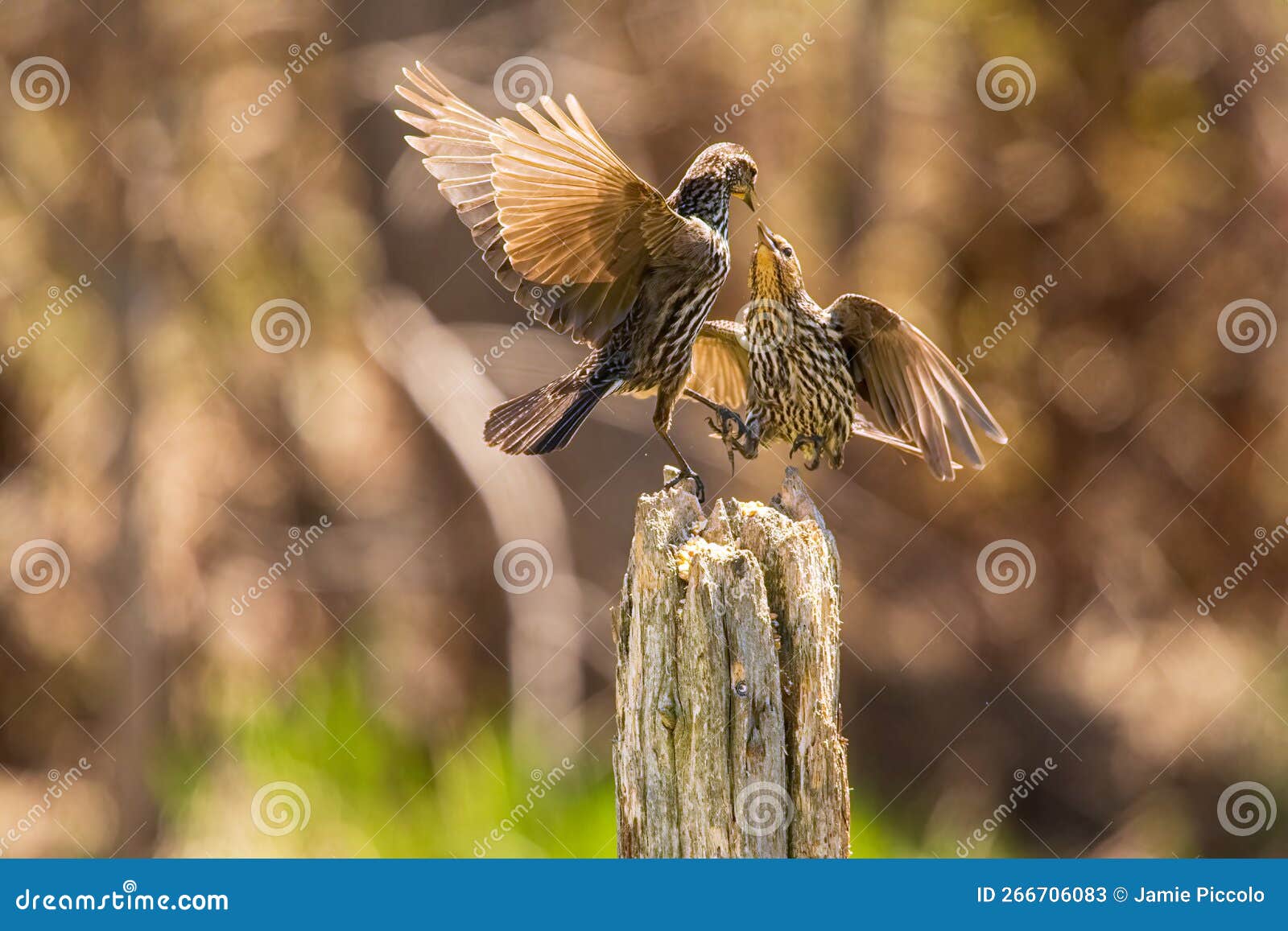 Bird on post stock image. Image of bird, animal, sparrow - 266706083