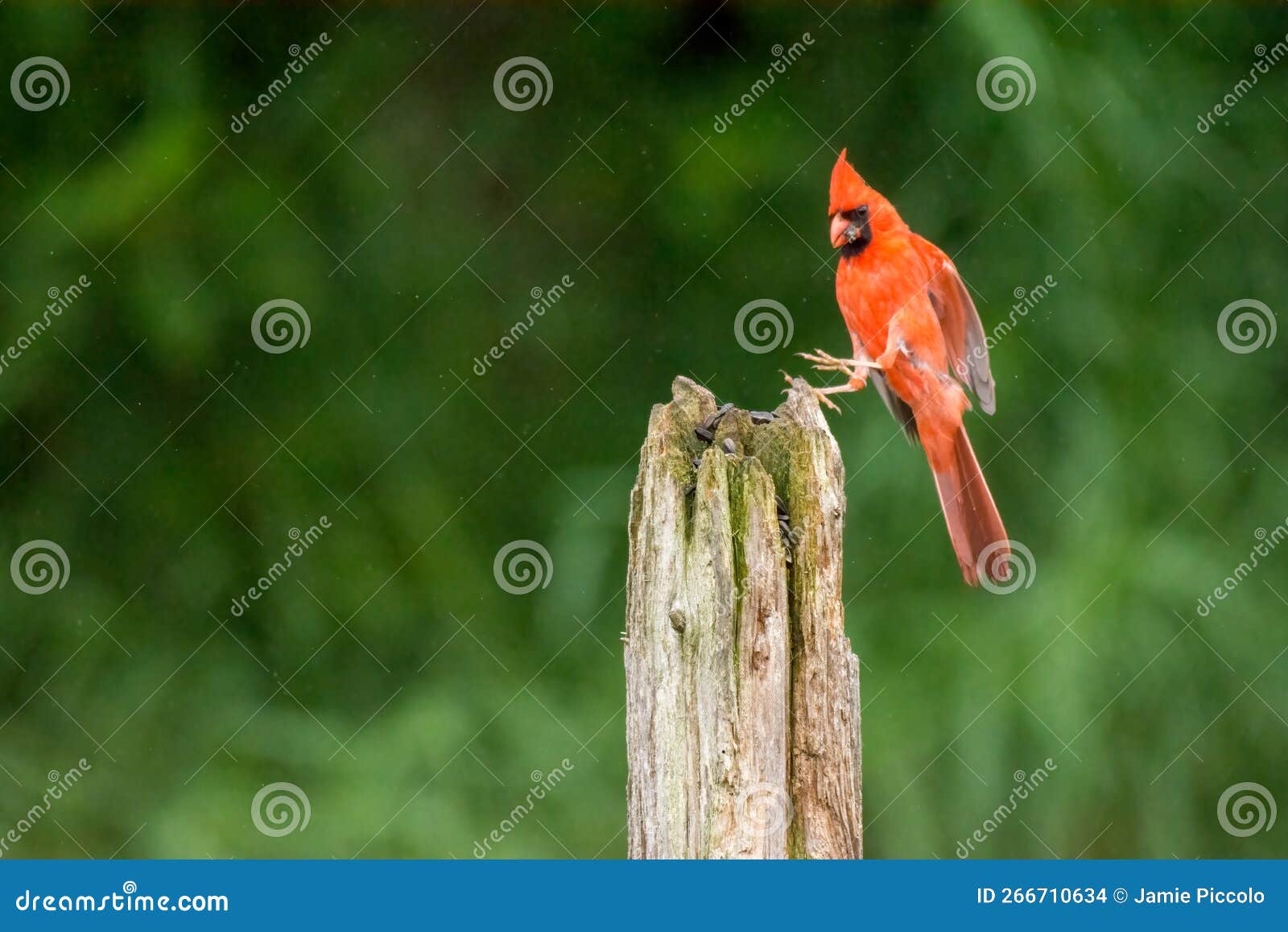 Bird on post stock photo. Image of green, branch, invertebrate - 266710634