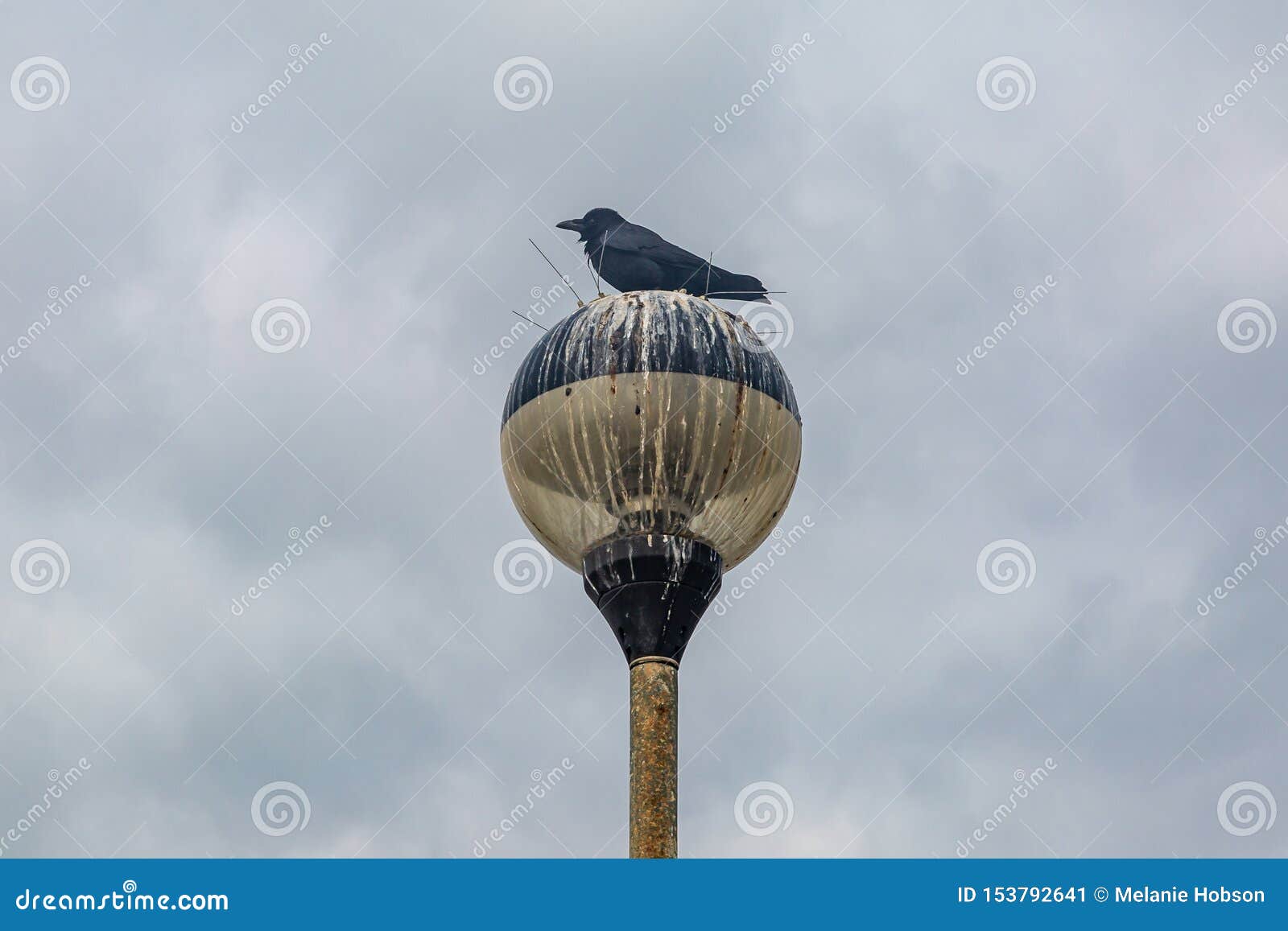 A Bird on a Post stock image. Image of perched, wildlife - 153792641