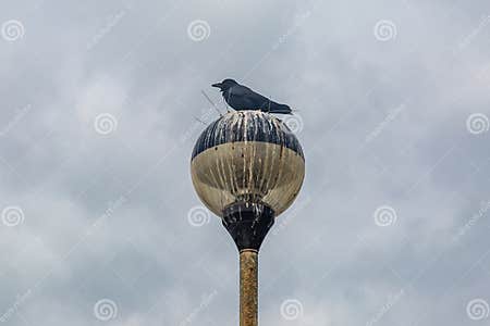 A Bird on a Post stock image. Image of perched, wildlife - 153792641