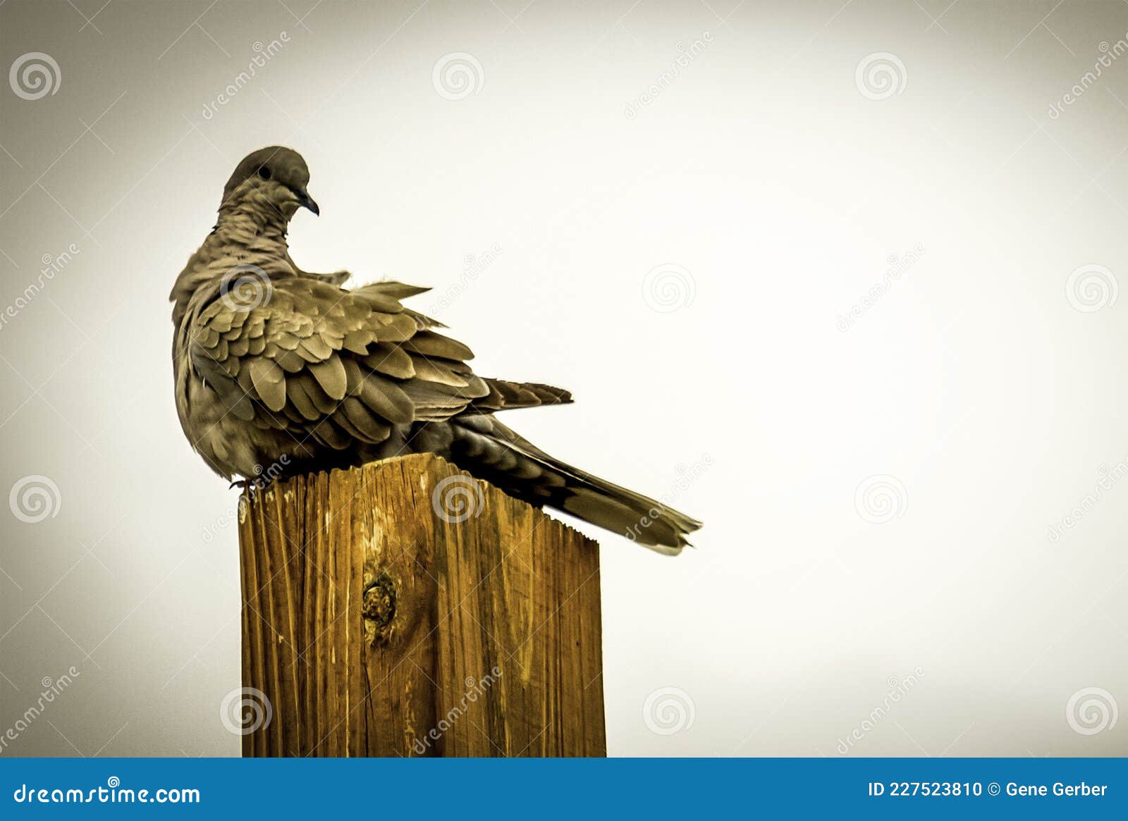Bird on a Post stock photo. Image of yellow, perch, overcast - 227523810