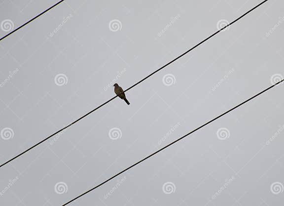 Bird on a Power Line in the Sky Stock Image - Image of high, feather ...