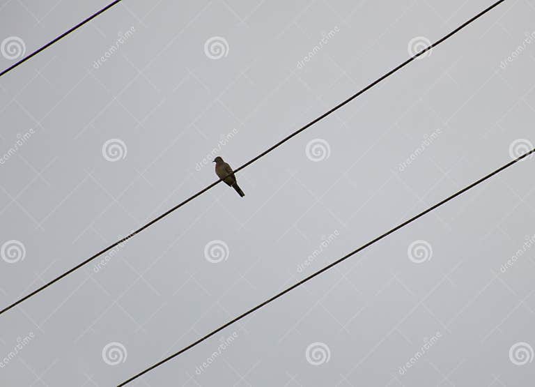 Bird on a Power Line in the Sky Stock Image - Image of high, feather ...