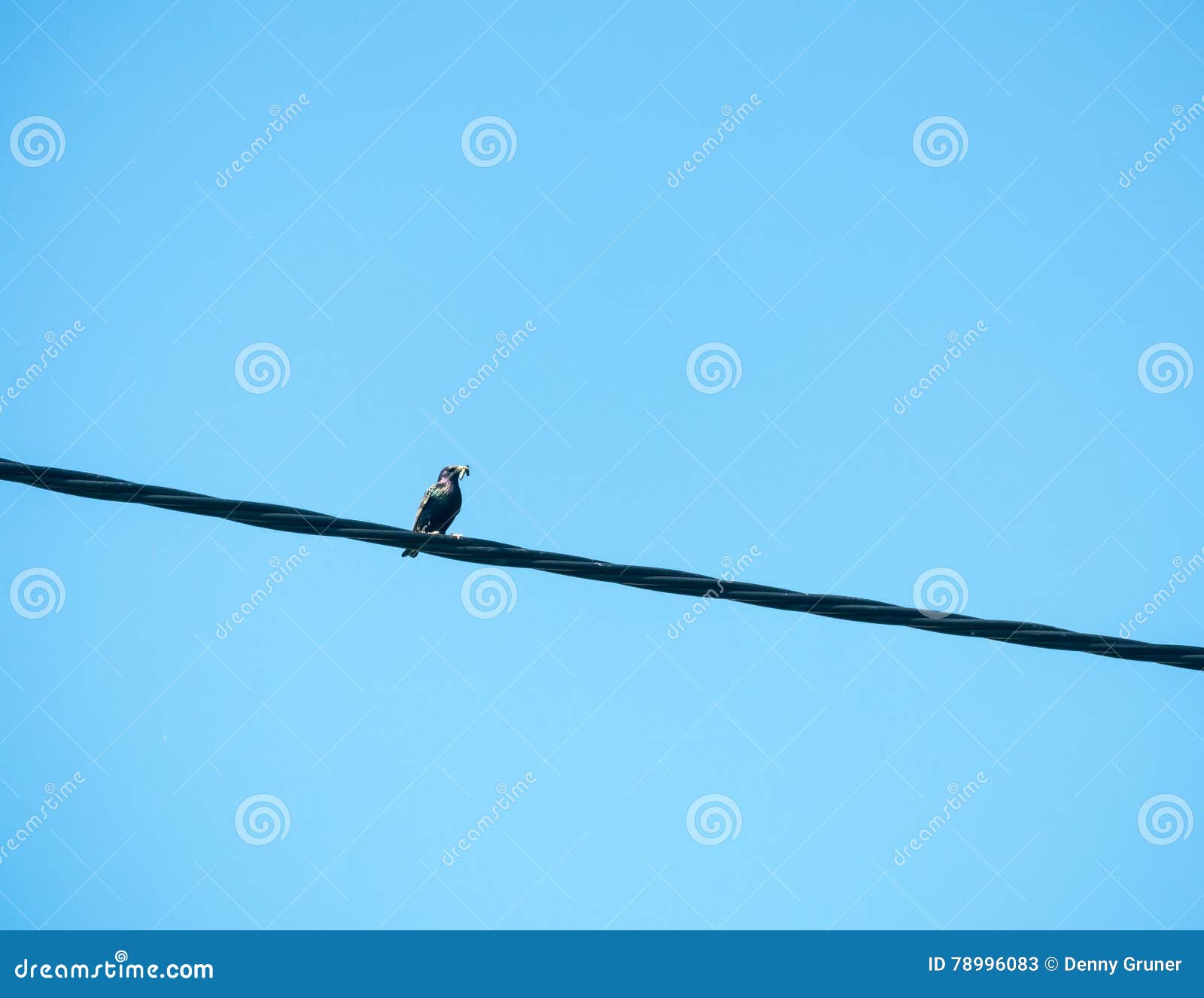 Bird on a power line stock image. Image of power, line - 78996083