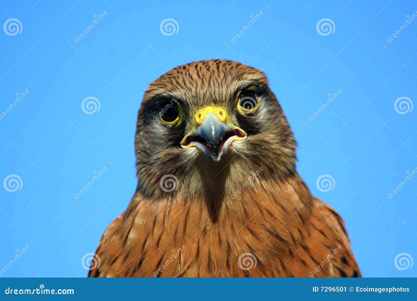 Bird of Pray stock image. Image of wildlife, holiday, bush - 7296501
