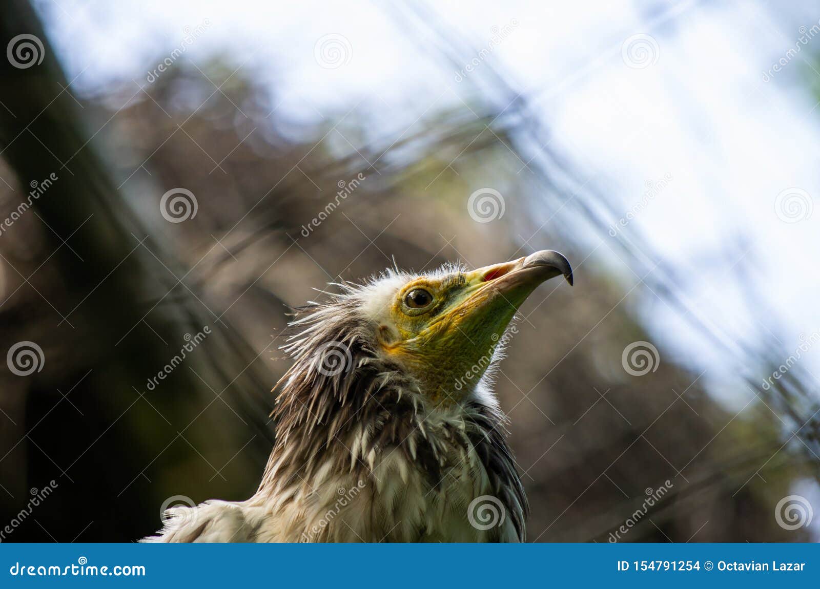 Bird of Pray Close Up Head Shot in a Zoo Stock Photo - Image of close ...