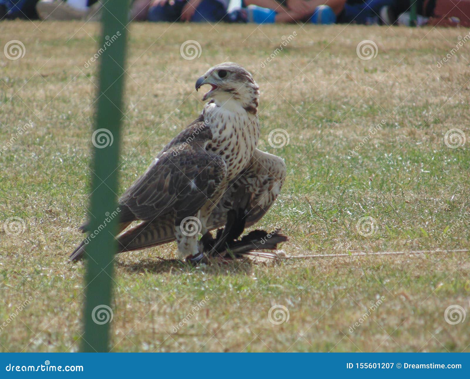 Bird of pray stock image. Image of pray, beautiful, feeding - 155601207