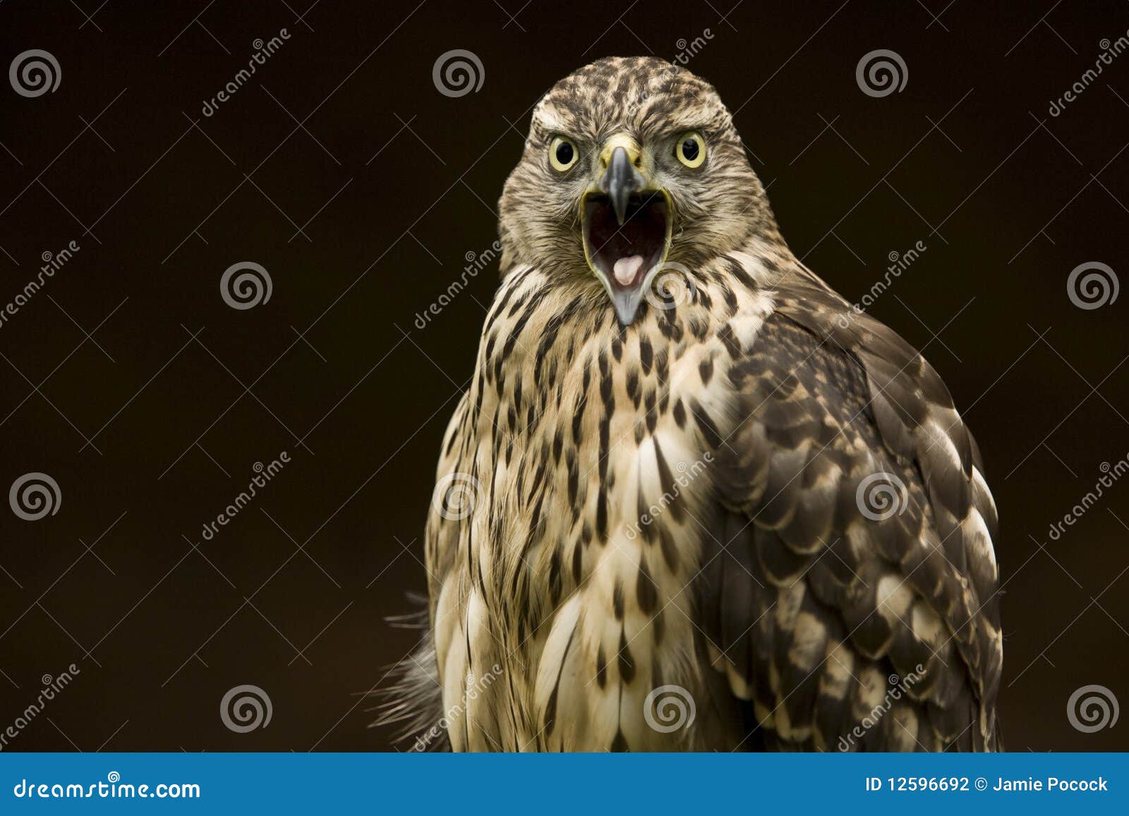 Bird of Pray Saker Falcon stock photo. Image of birds - 12596692