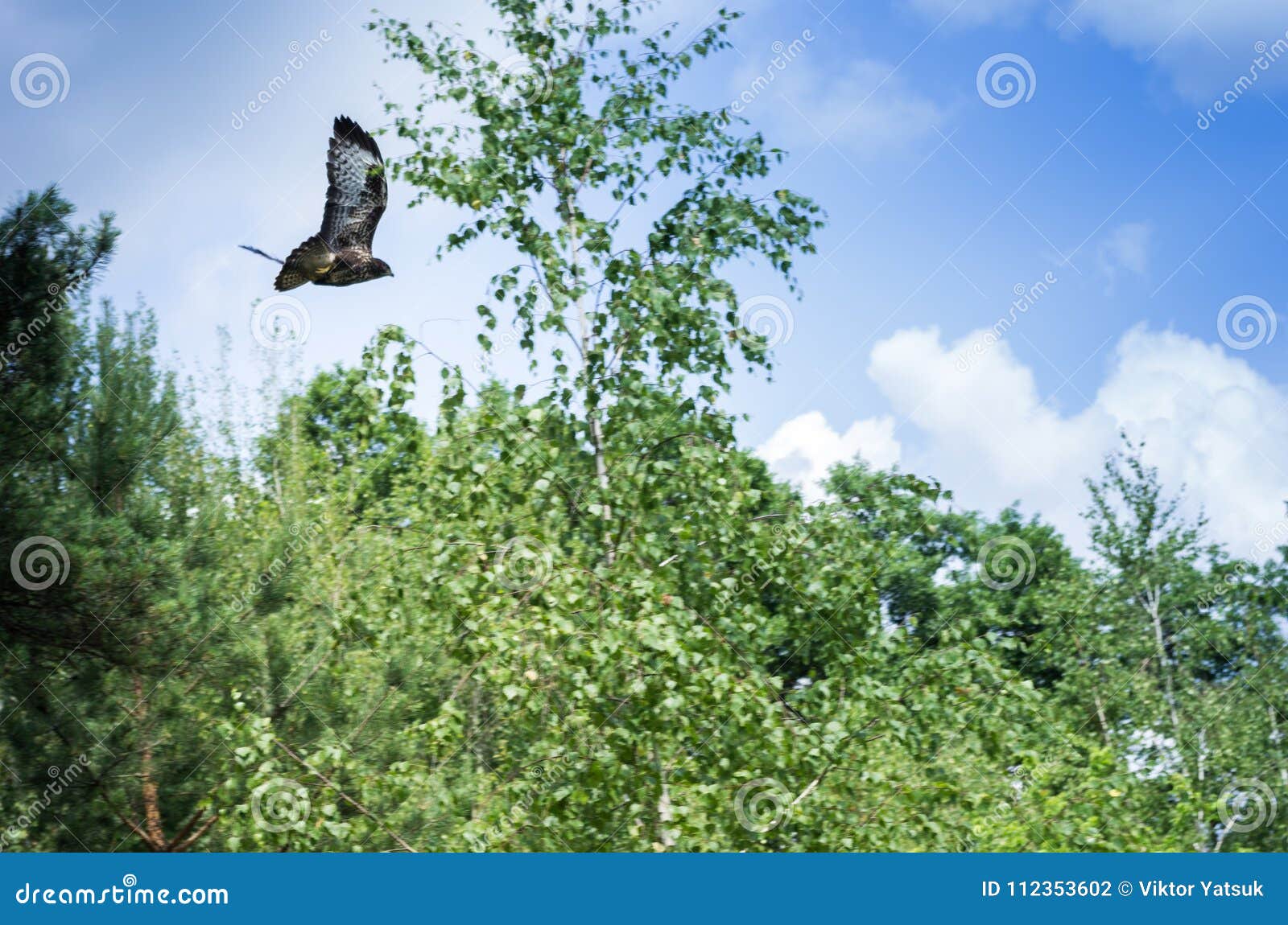 The Bird is a Predator in Flight. Stock Photo - Image of eagle, pursue ...