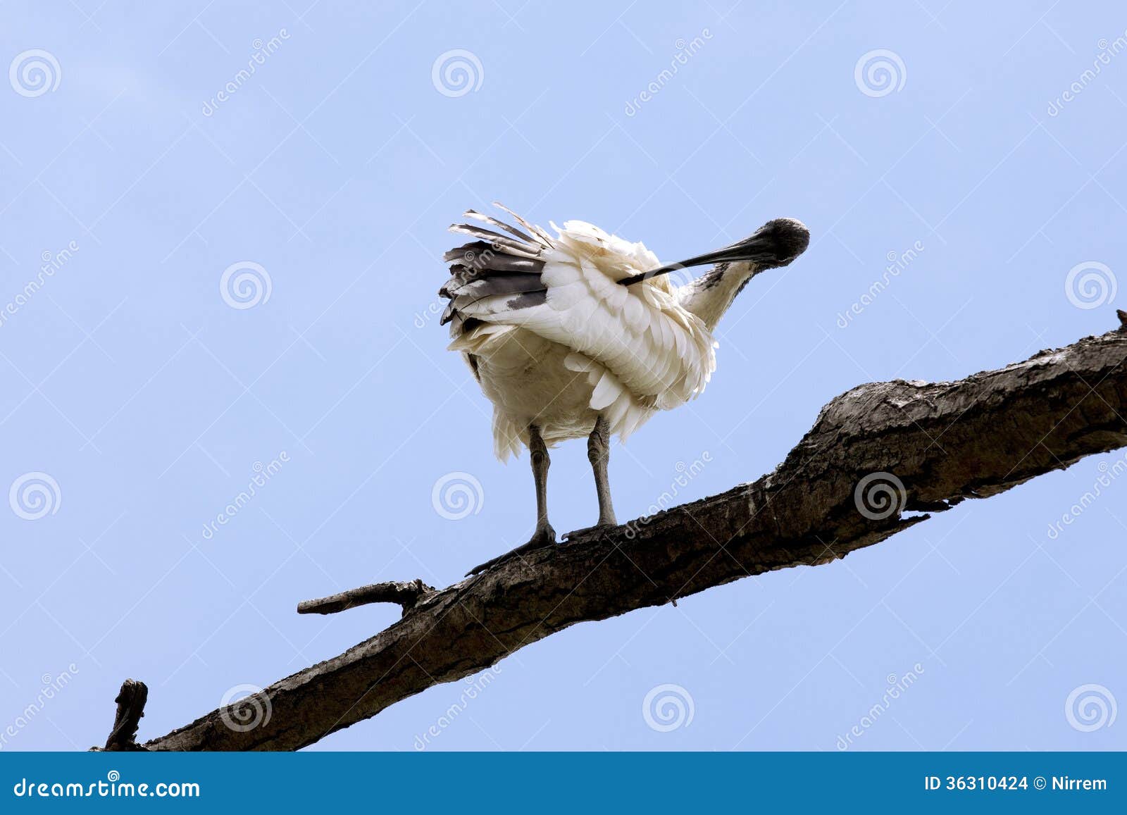 Bird Preening stock photo. Image of clean, feather, preen - 36310424