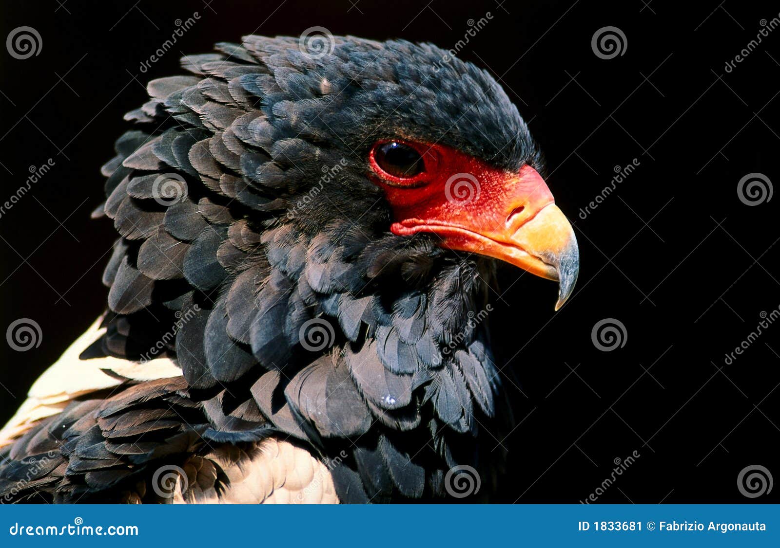 Bird of prey stock image. Image of predator, predaciousness - 1833681