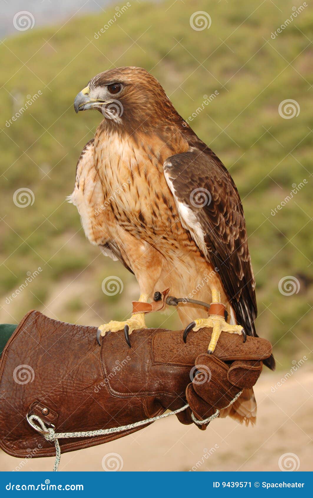 Hawk & Handler stock image. Image of glove, prey, hunter - 9439571