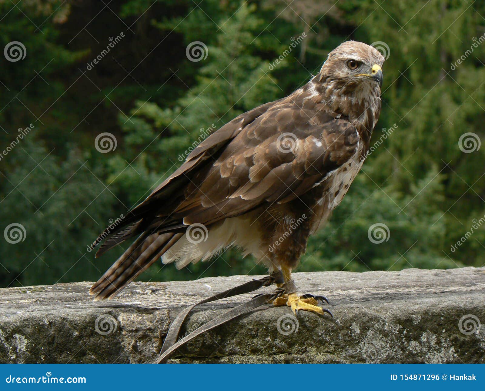 Bird of prey stock photo. Image of nature, predator - 154871296