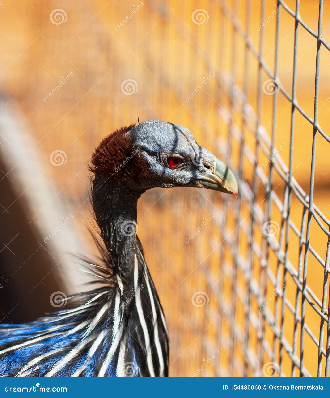 A bird of prey in a cage stock photo. Image of bald - 154480060