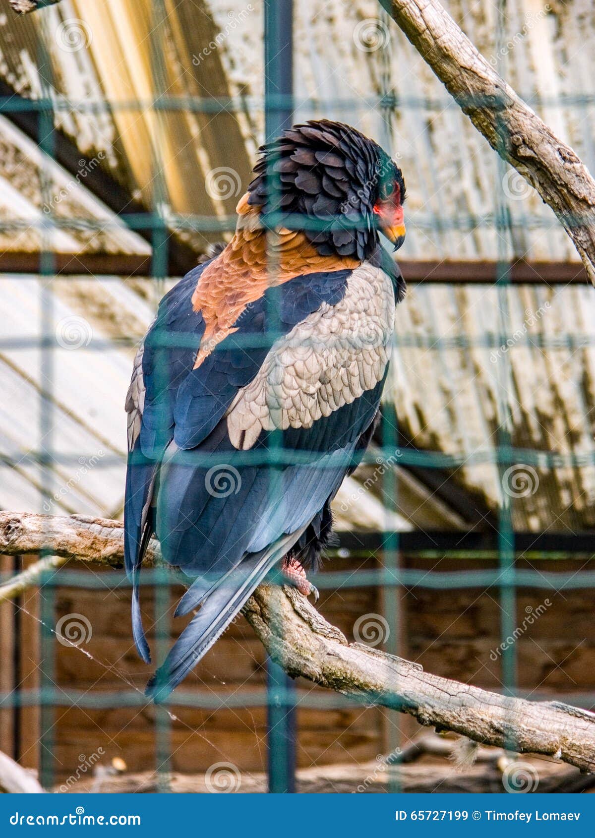 Bird of prey in a cage stock image. Image of wild, brown - 65727199