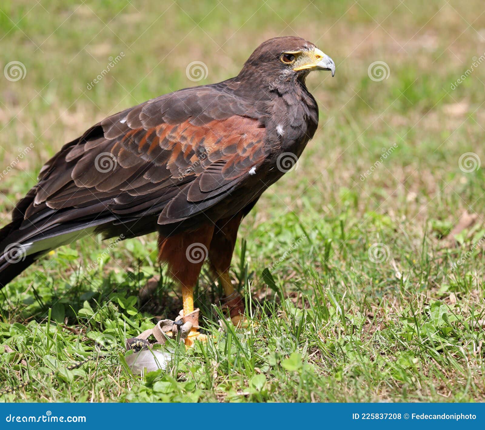 Bird of Prey Called Hawk of Harris Stock Photo - Image of wildlife ...