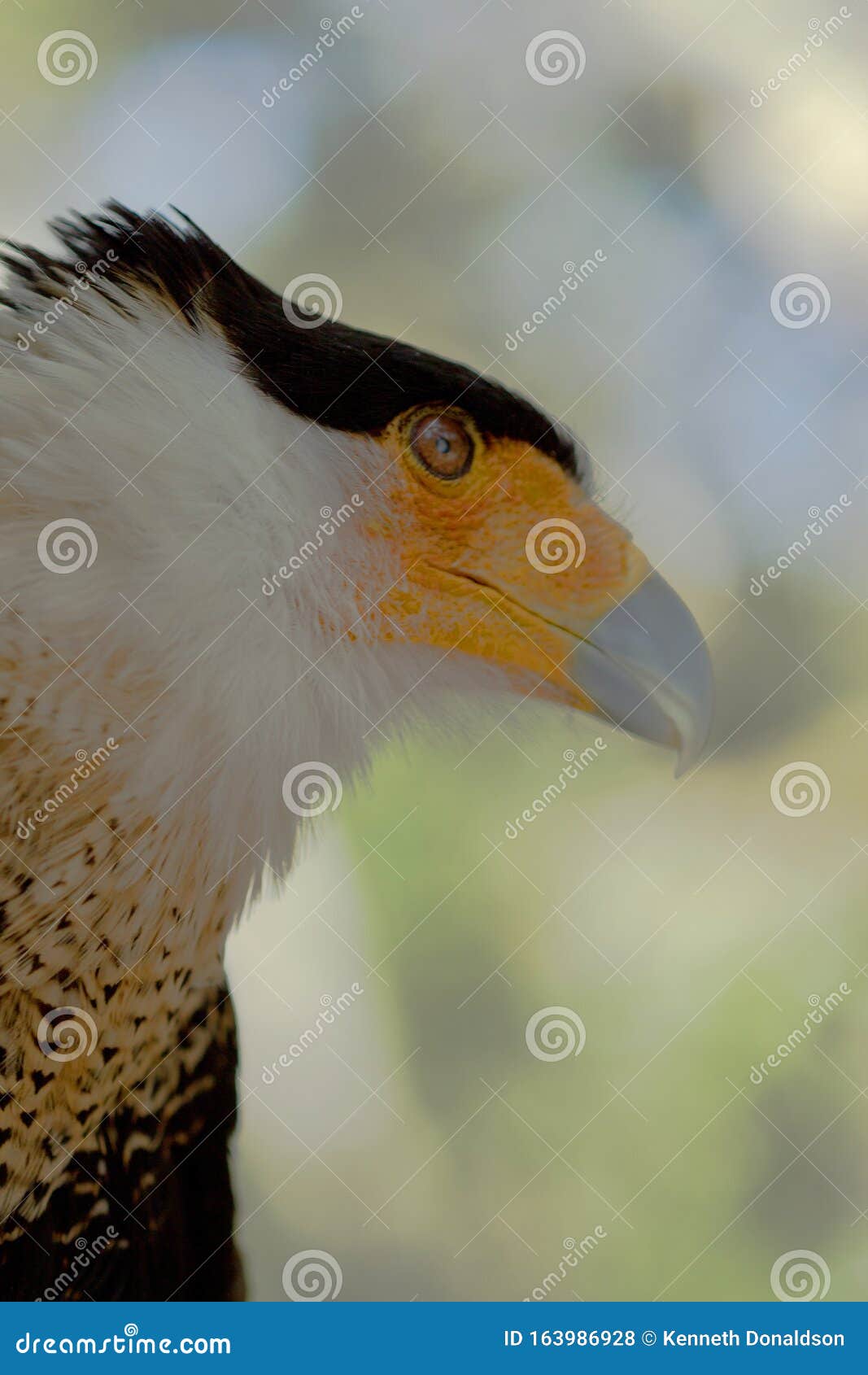 Bird of Prey Close-up: Caracara in Florida Stock Photo - Image of ...