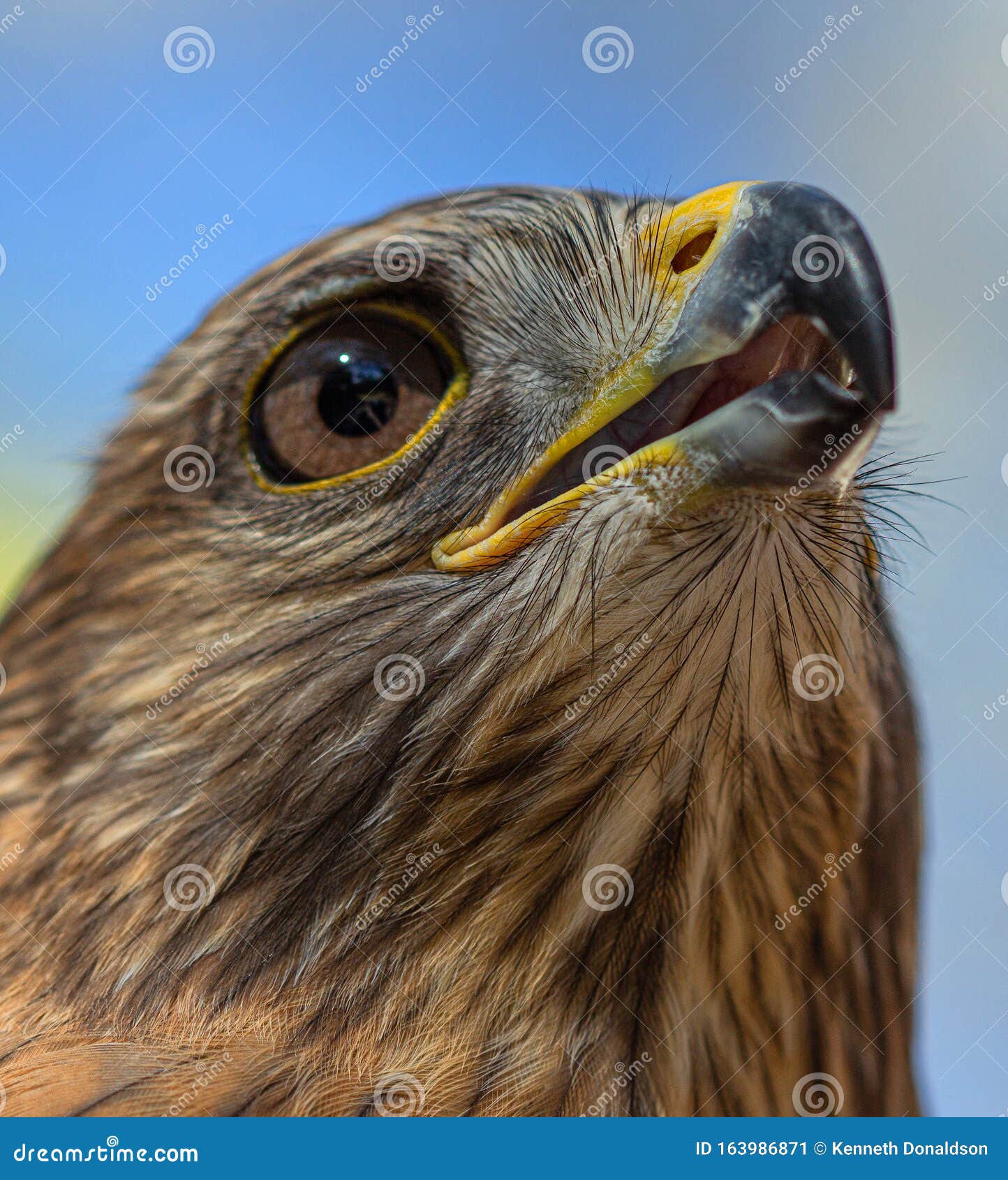 Bird of Prey Close-up: Hawk in Florida #4 Stock Image - Image of ...