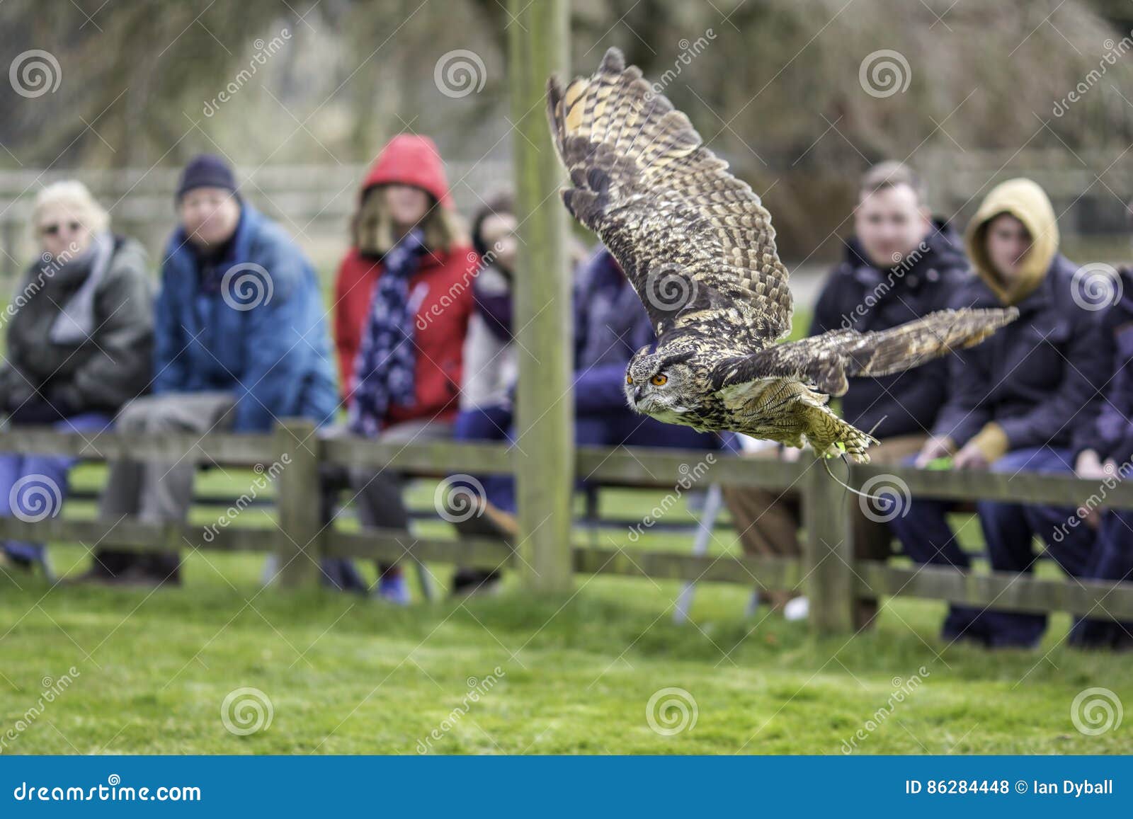 Bird of Prey Display with a Eurasian Eagle Owl in Flight Editorial ...