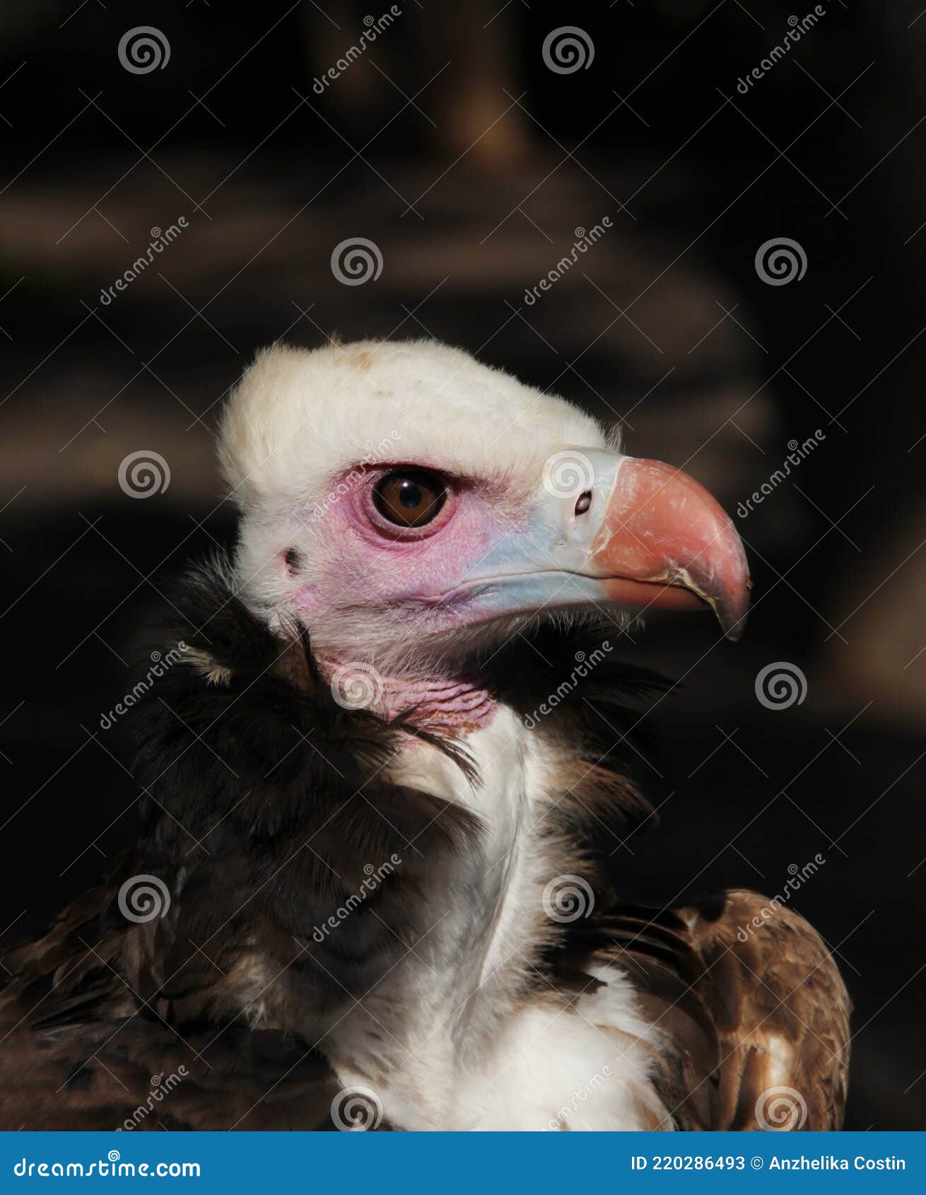 A Bird of Prey of the Eagle Family Predatory Gaze Sharp Beak Stock ...