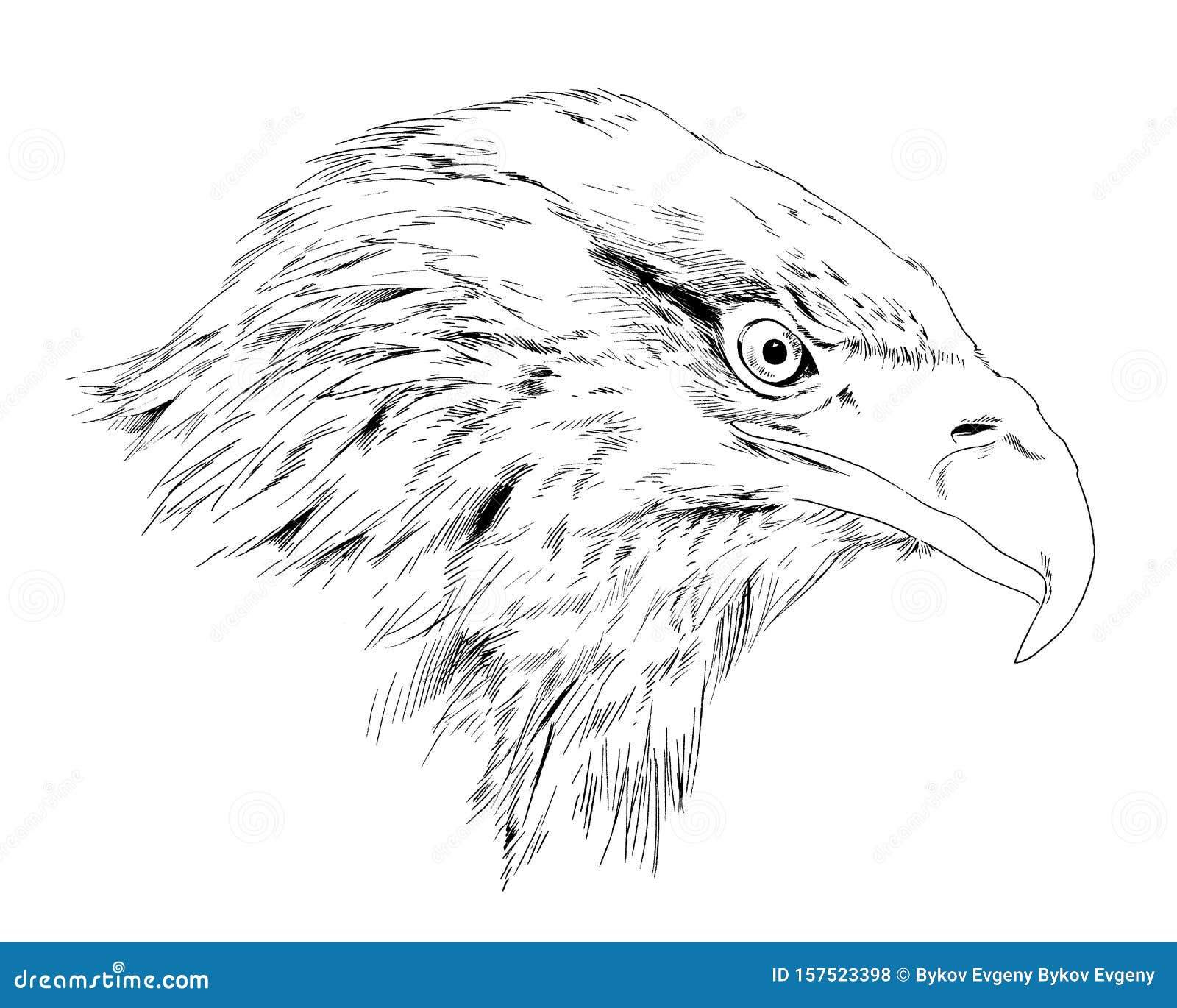 Pencil Drawings Of Birds Of Prey