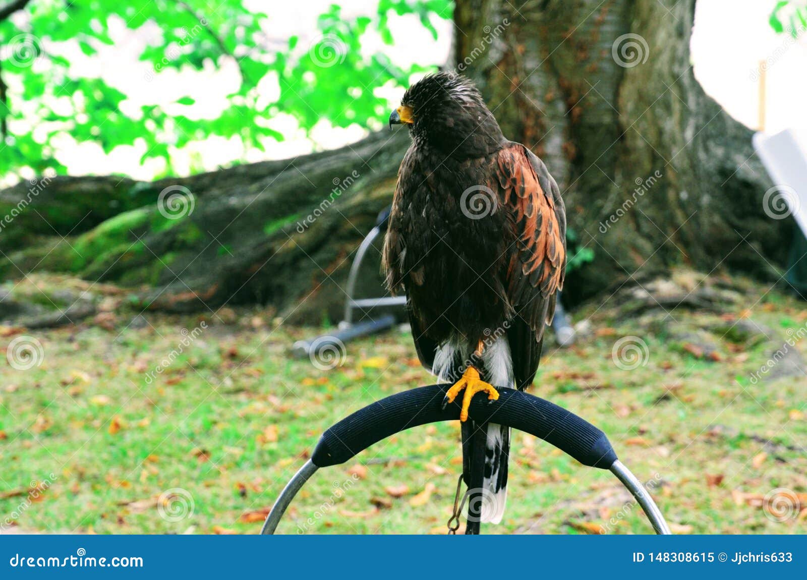 Bird of Prey. Eagle on Stand Stock Image - Image of prey, tame: 148308615