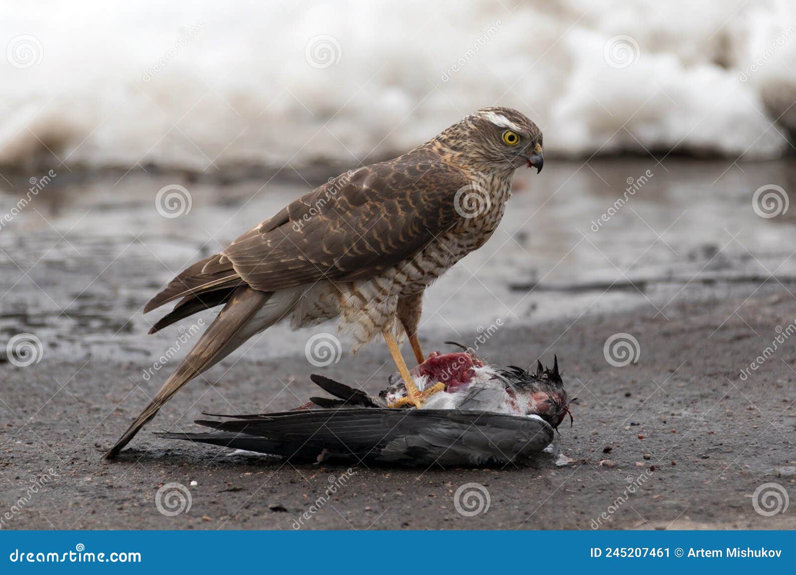 Bird of Prey Eats Its Prey/ a Hawk Eats a Pigeon it Has Killed. Stock ...