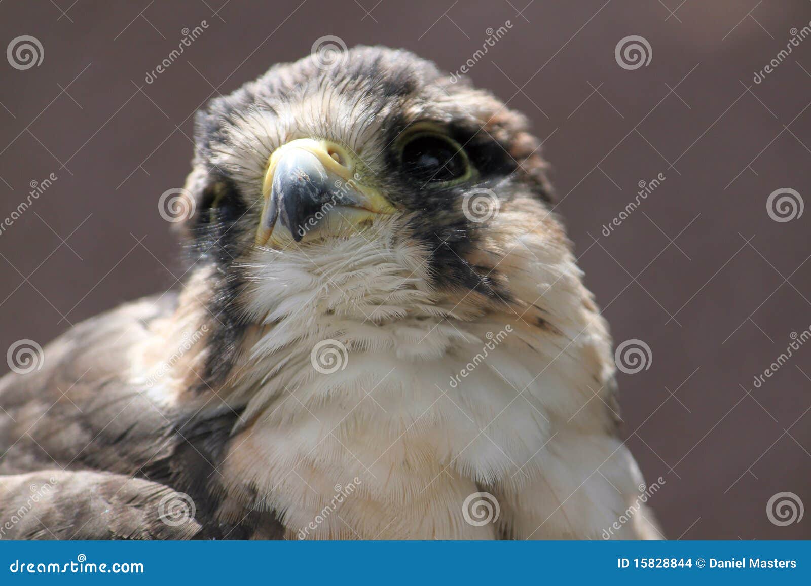 Bird of prey - falcon stock photo. Image of wildlife - 15828844