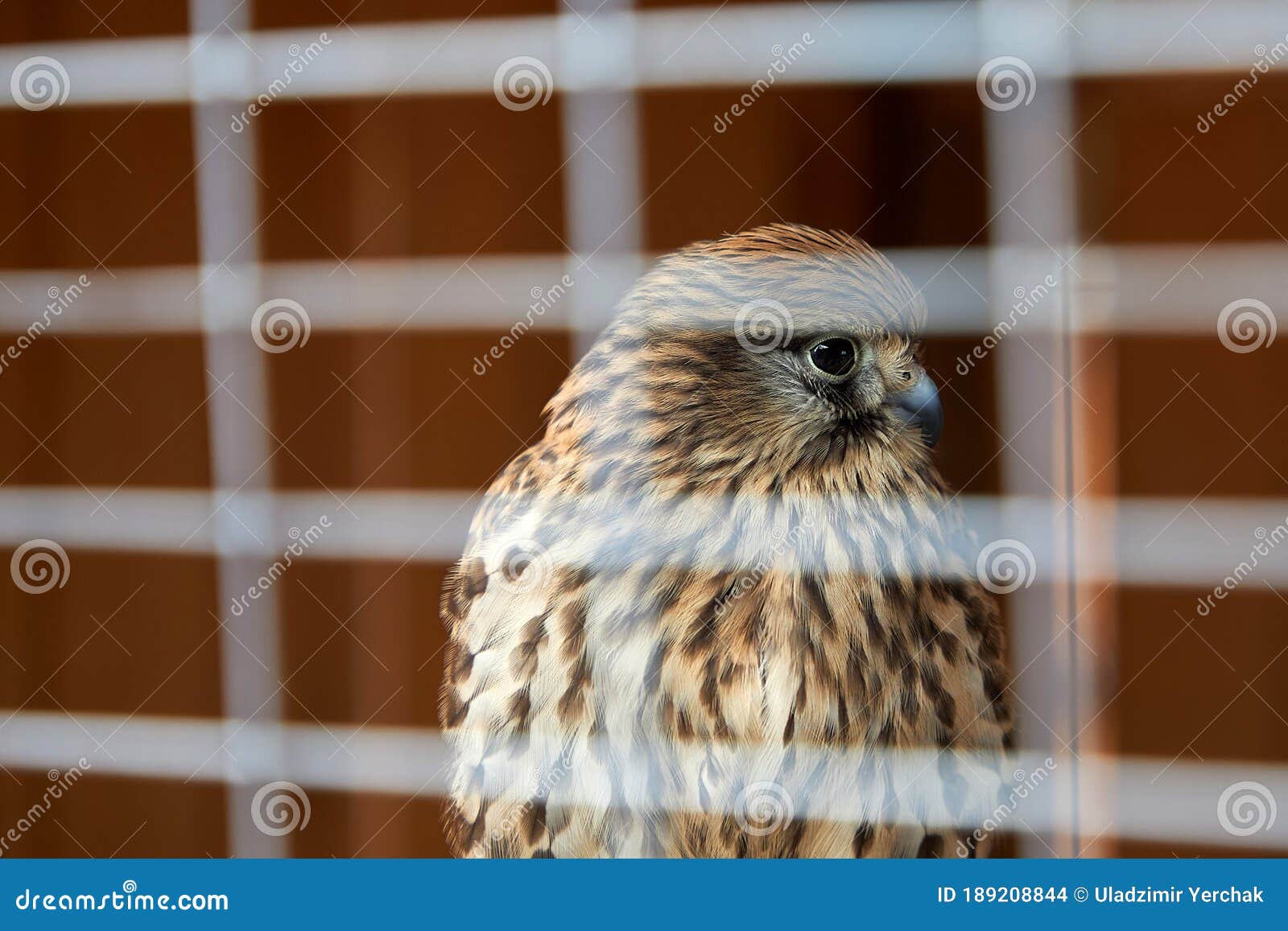 A Bird of Prey Sits Behind the Bars of a Cage Stock Photo - Image of ...