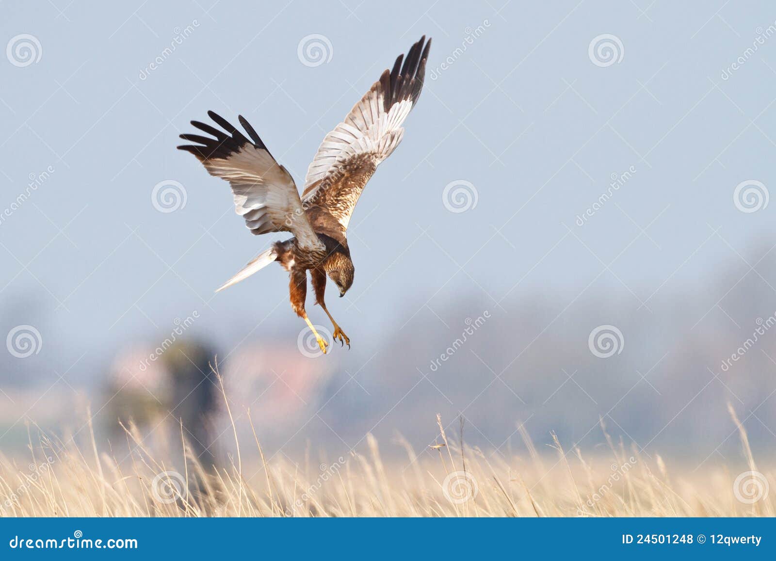 619 Swooping Bird Photos - Free & Royalty-Free Stock Photos from Dreamstime