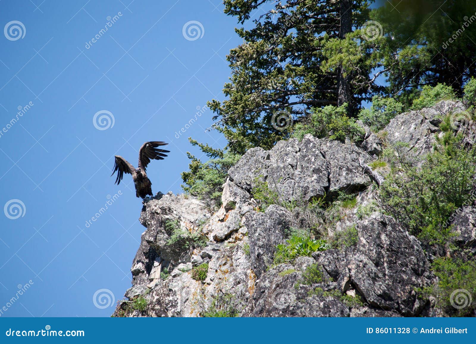 Bird of Prey in Flight for Stalking Prey Stock Photo - Image of falcon ...