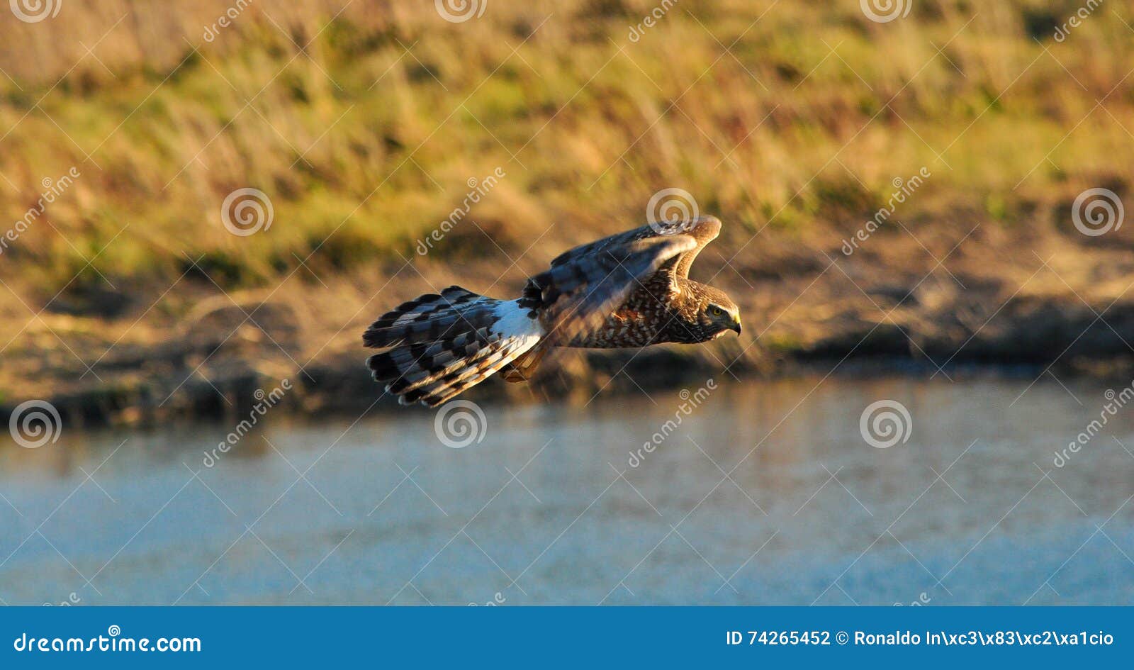 Bird of Prey Flying Looking for the Next Prey. Stock Photo - Image of ...