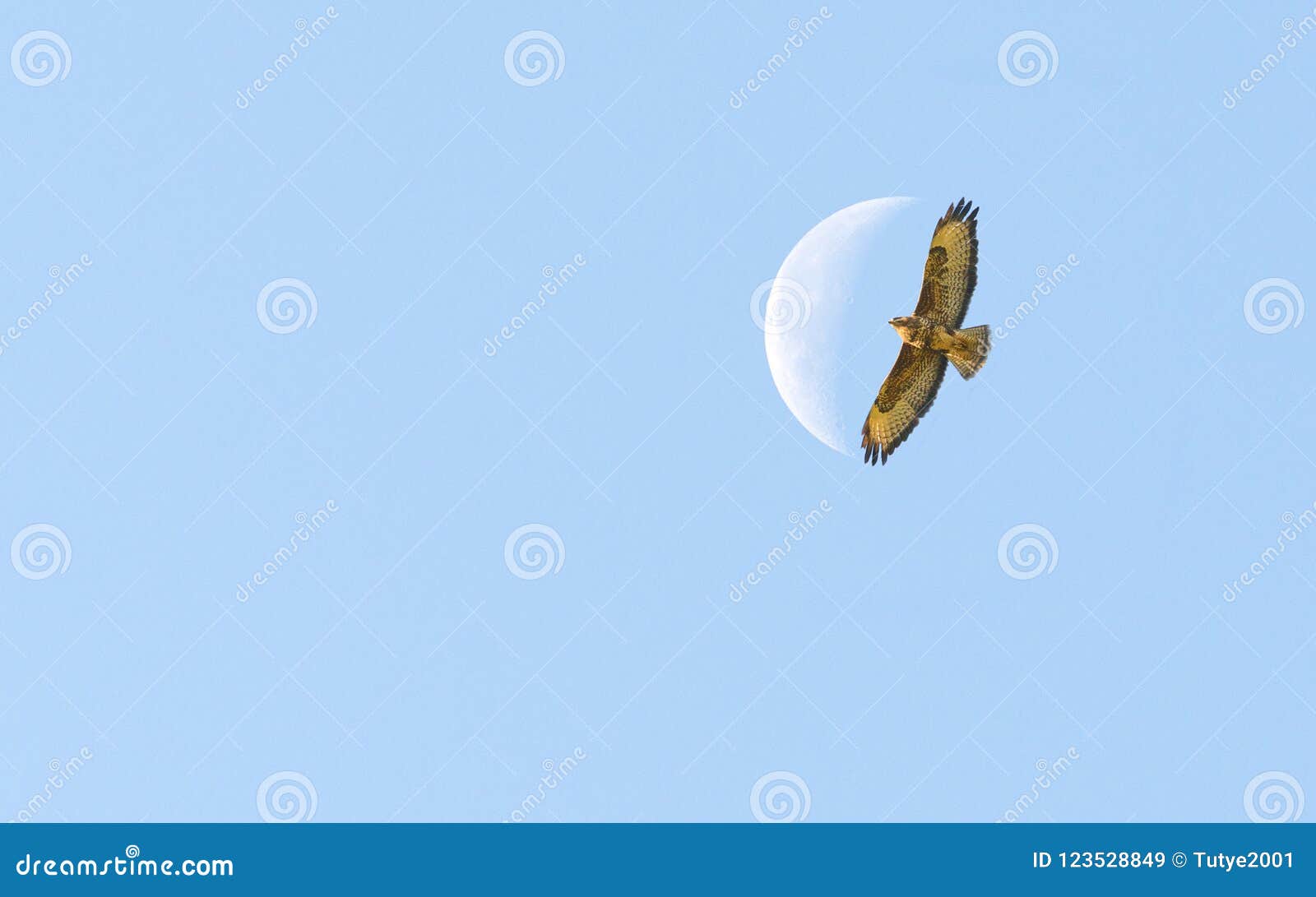 Bird of Prey Flying To the Moon Stock Image - Image of scenic, seagull ...