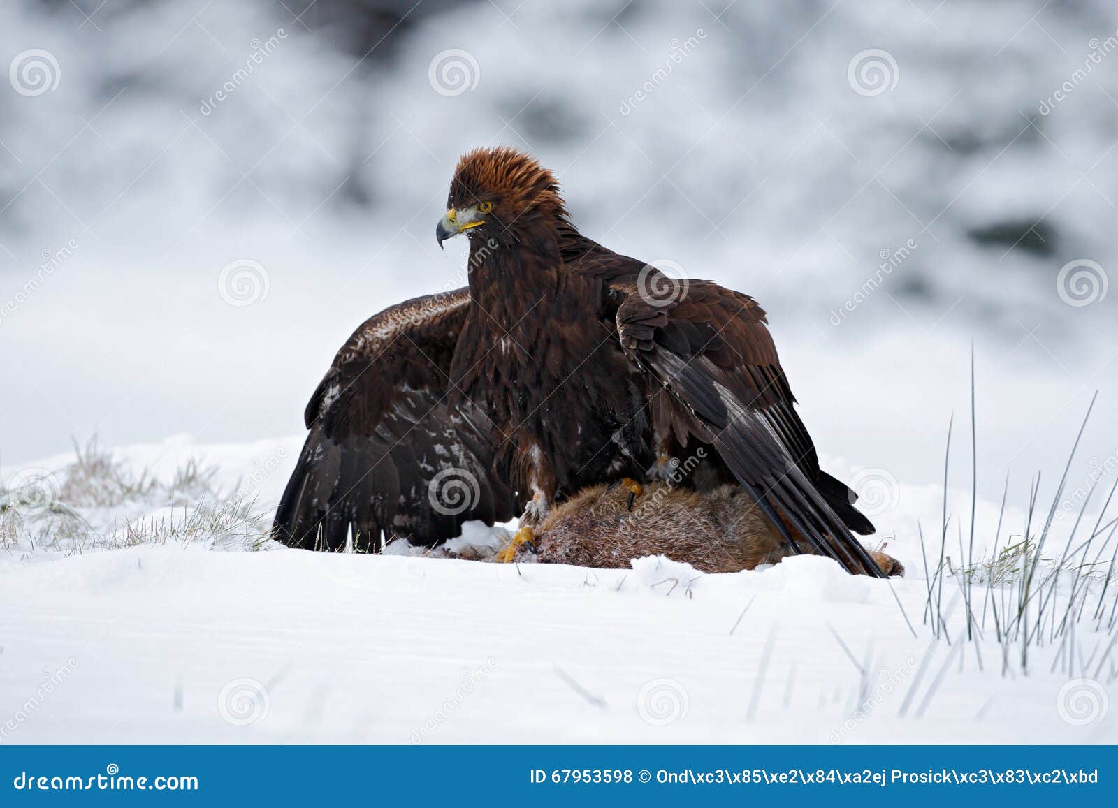 Bird of Prey Golden Eagle with Kill Hare in Winter with Snow Stock ...