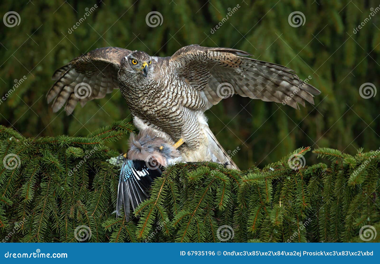 Bird of Prey Goshawk Kill European Jay on the Green Spruce Tree Stock ...