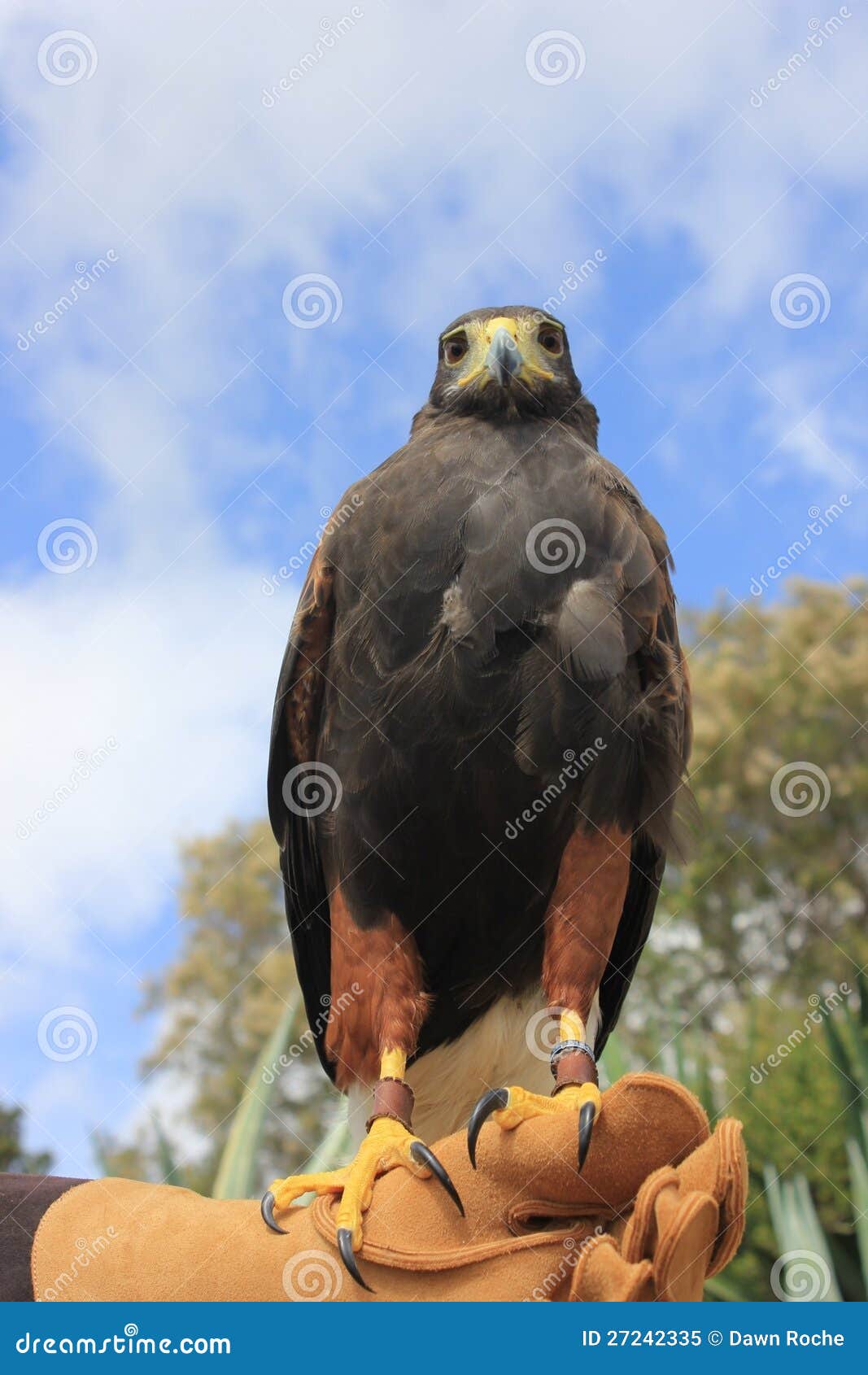 BIRD of PREY HARRIS HAWK stock image. Image of buzzard - 27242335