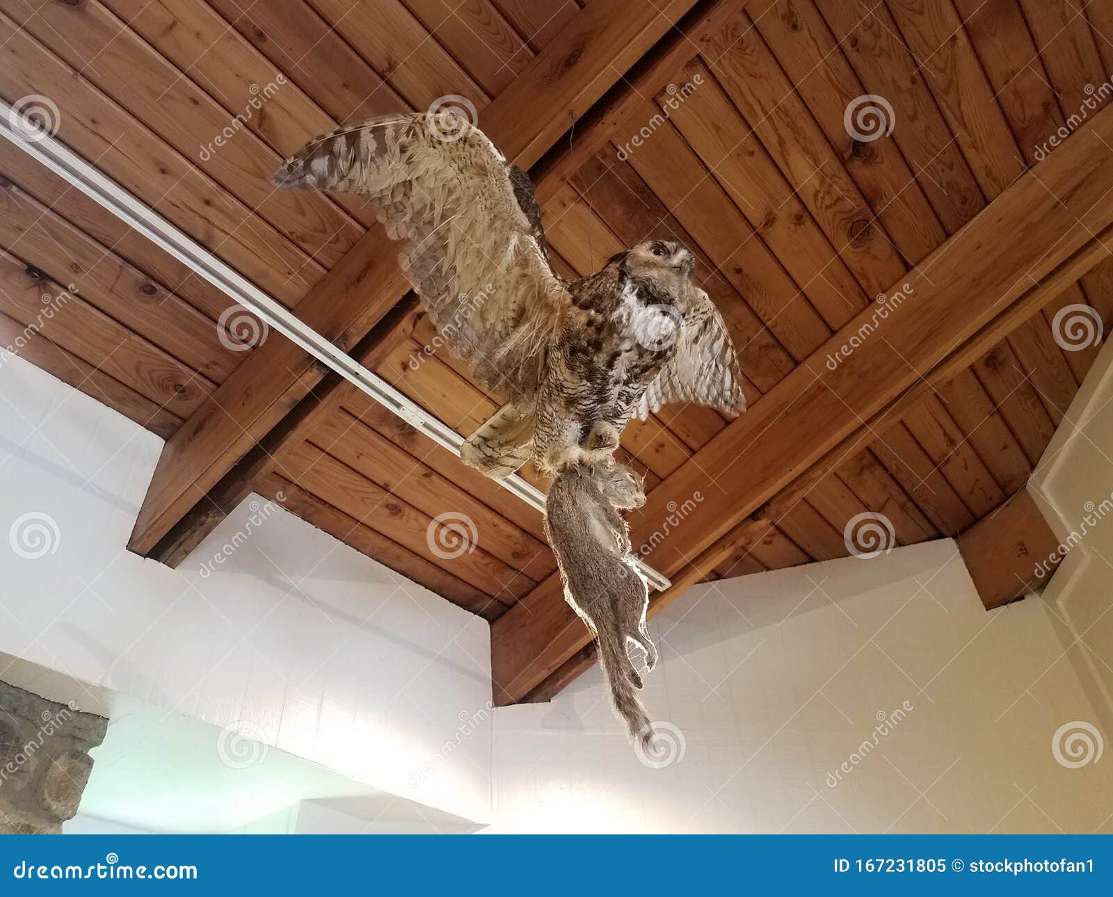 Bird of Prey or Hawk with Squirrel Hanging from the Ceiling Stock Image ...
